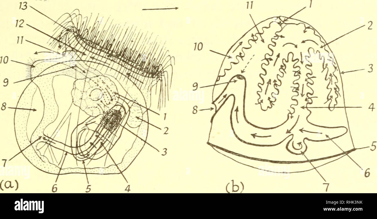 Annelids larvae hi-res stock photography and images - Alamy