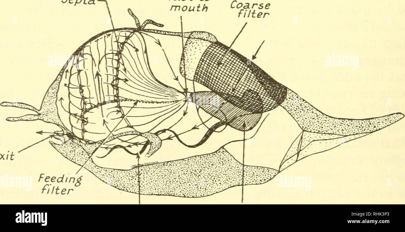 . The biology of marine animals. Marine animals; Physiology ...
