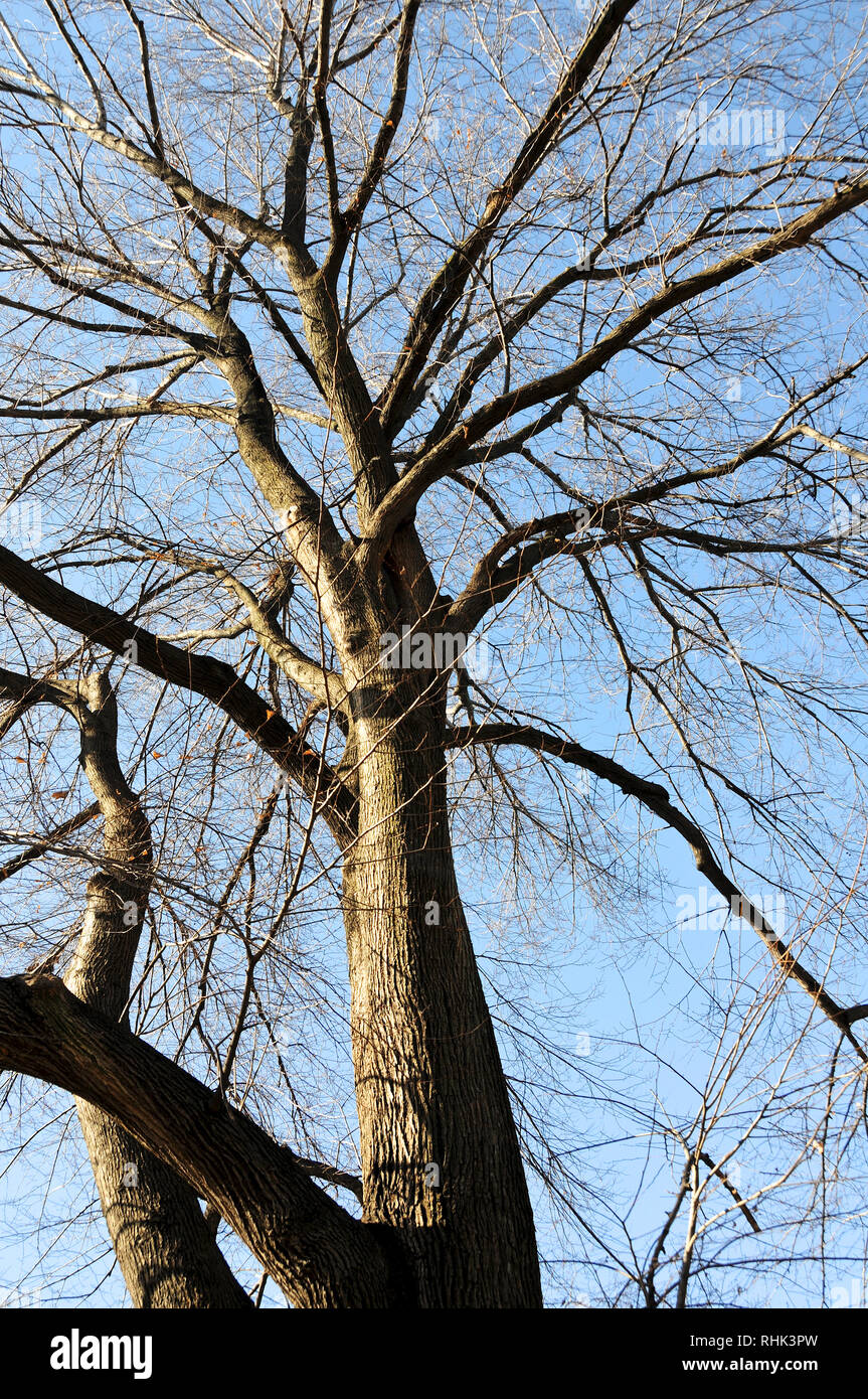 The tangled leafless branches of a tall and mature hibernating tree set ...