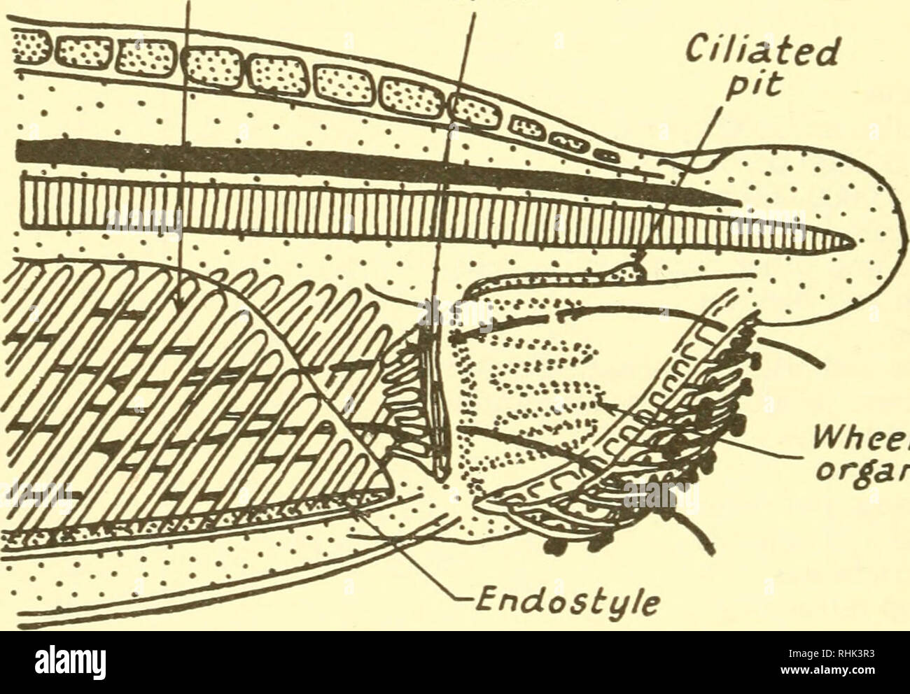 . The biology of marine animals. Marine animals; Physiology ...