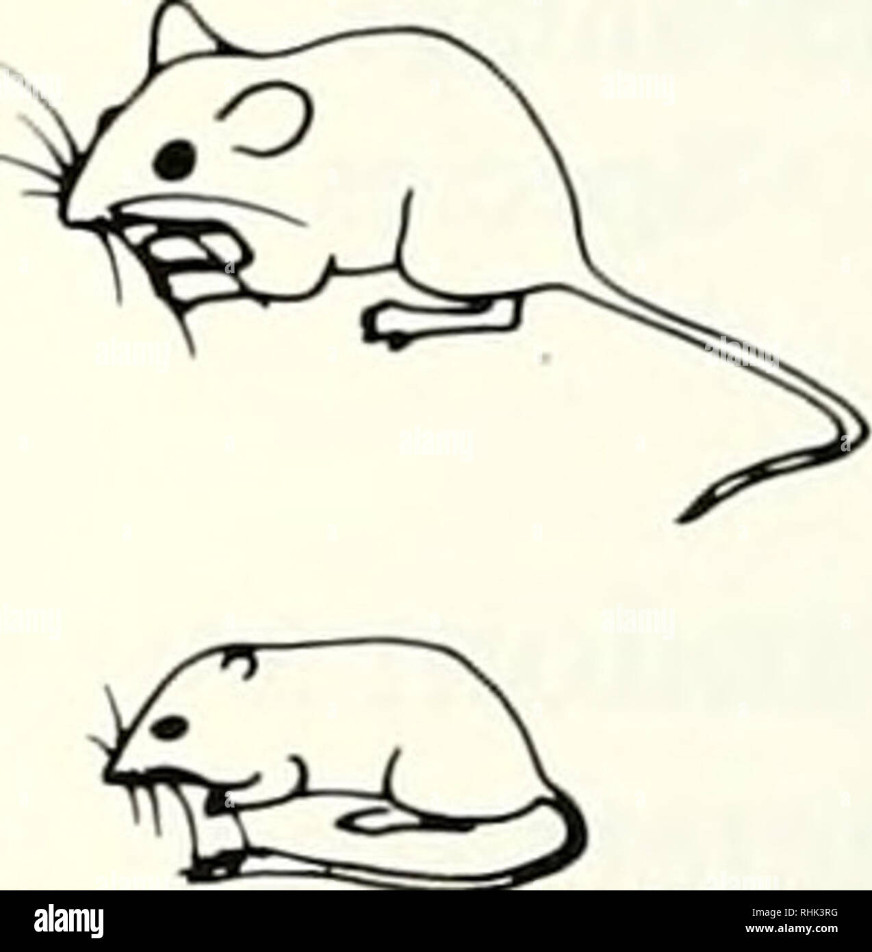 Morphologies hi-res stock photography and images - Alamy