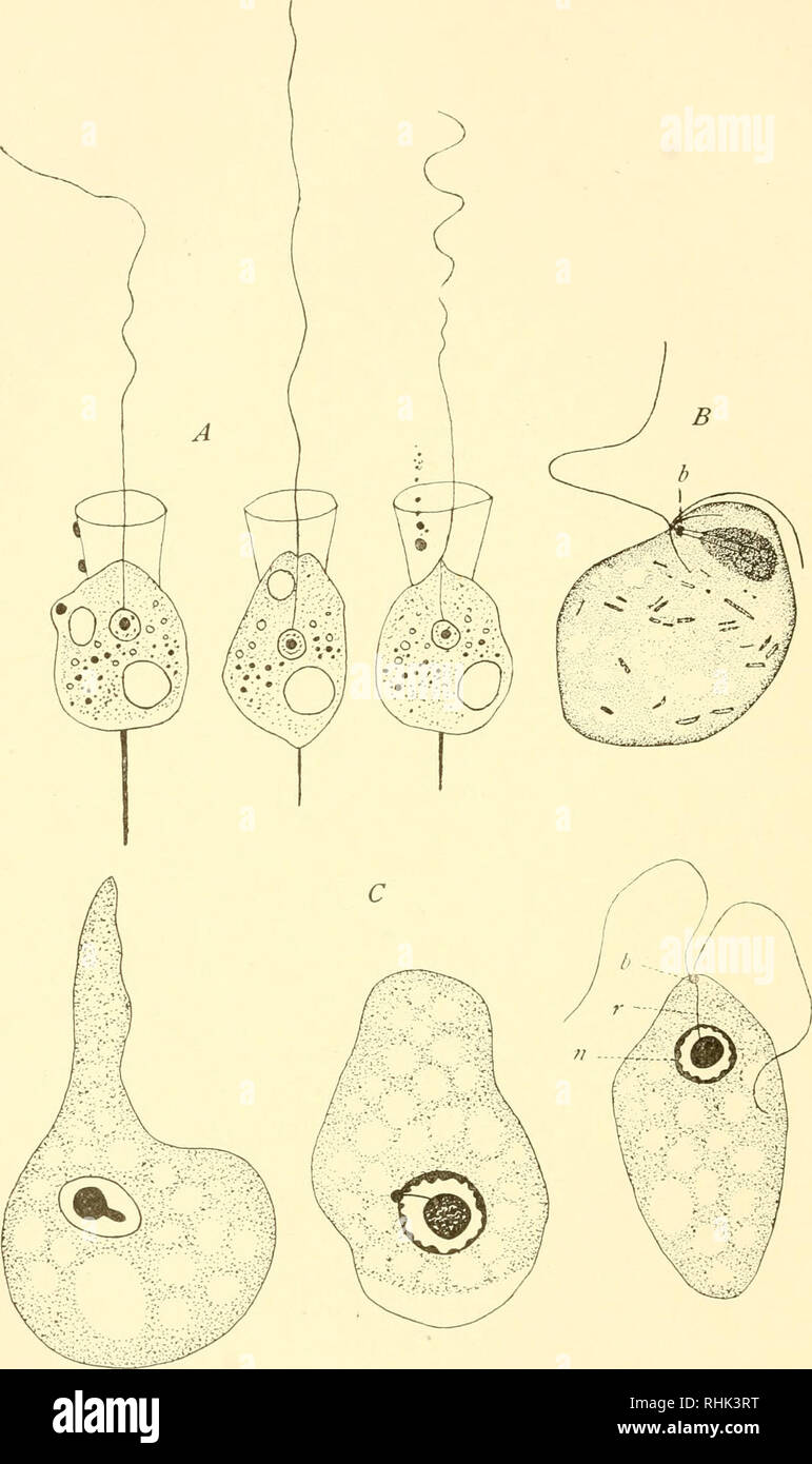. The biology of the protozoa. Protozoa; Protozoa. Fig. 59.—Flagellum ...
