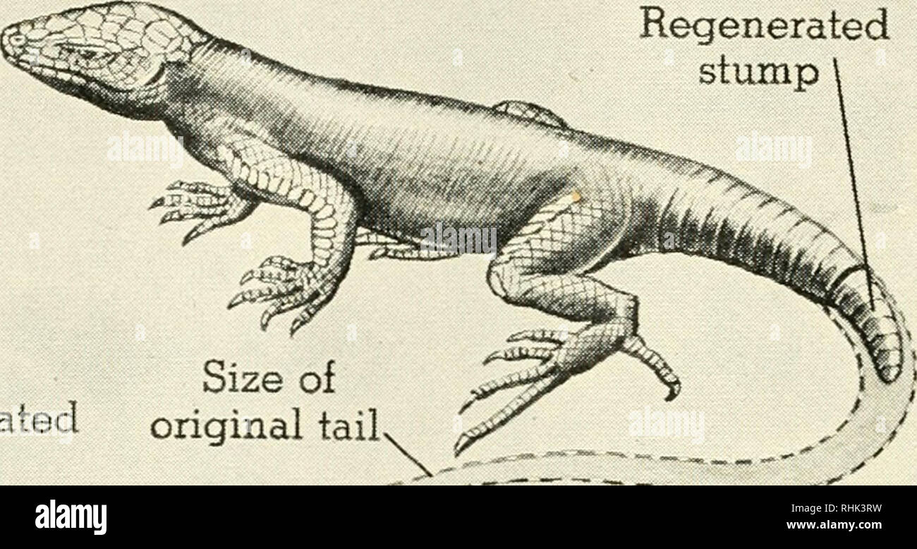 . Biology and man. Biology; Human beings. Regenerated stump Regenerated ...