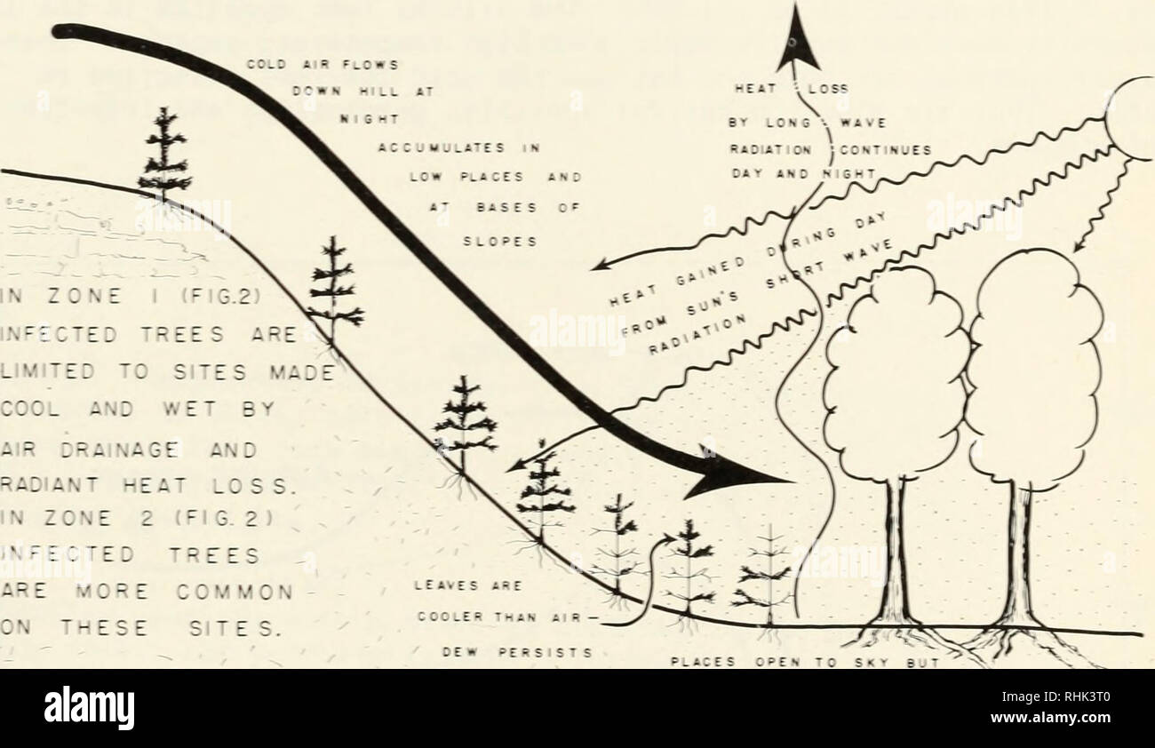 . Biology of rust resistance in forest trees : proceedings of a NATO ...