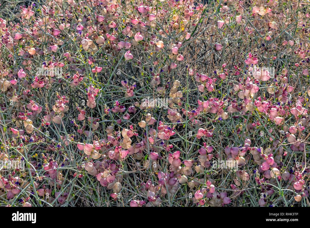 Mexican bladdersage hi-res stock photography and images - Alamy