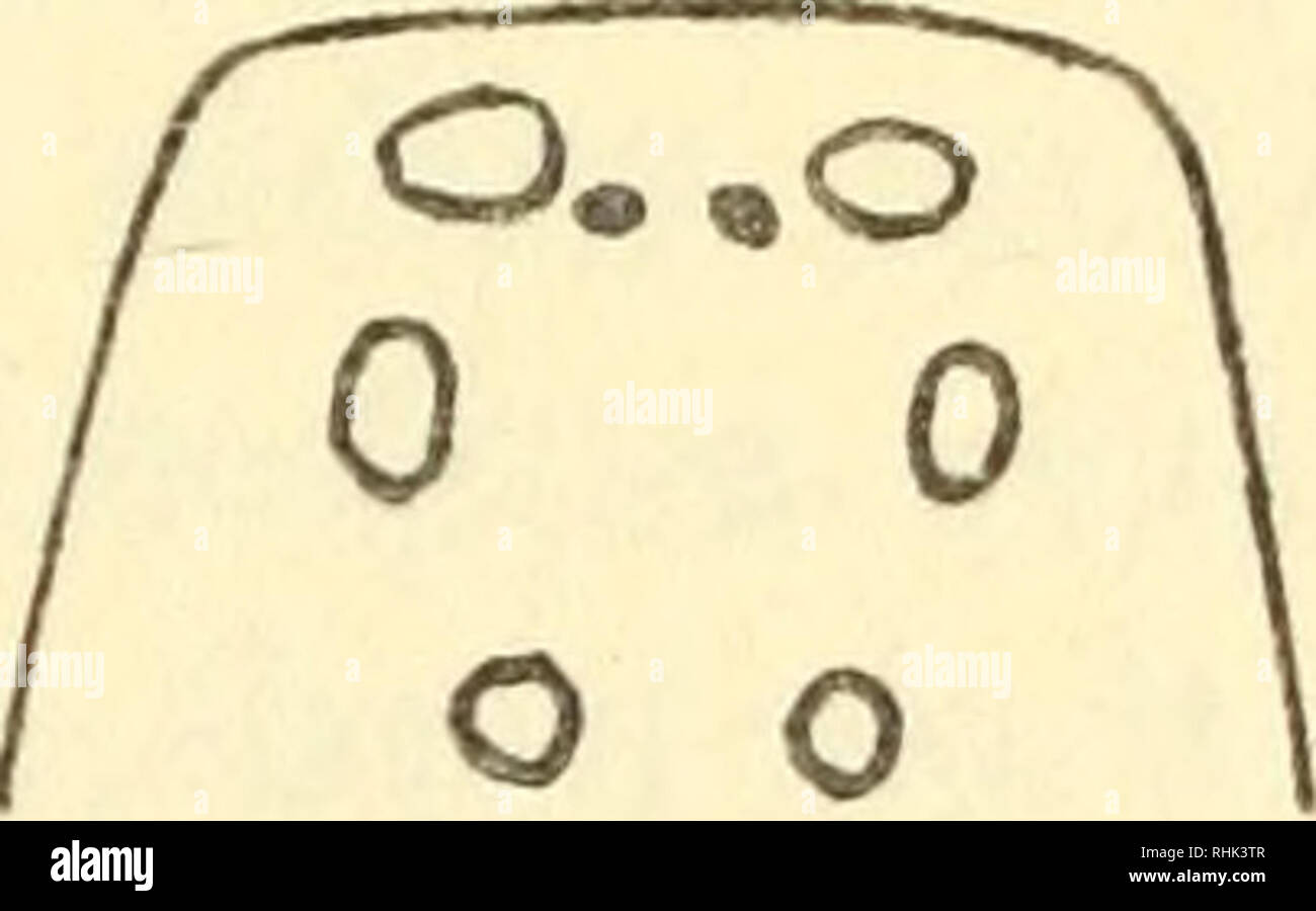 Antarctic sea spider hi-res stock photography and images - Alamy