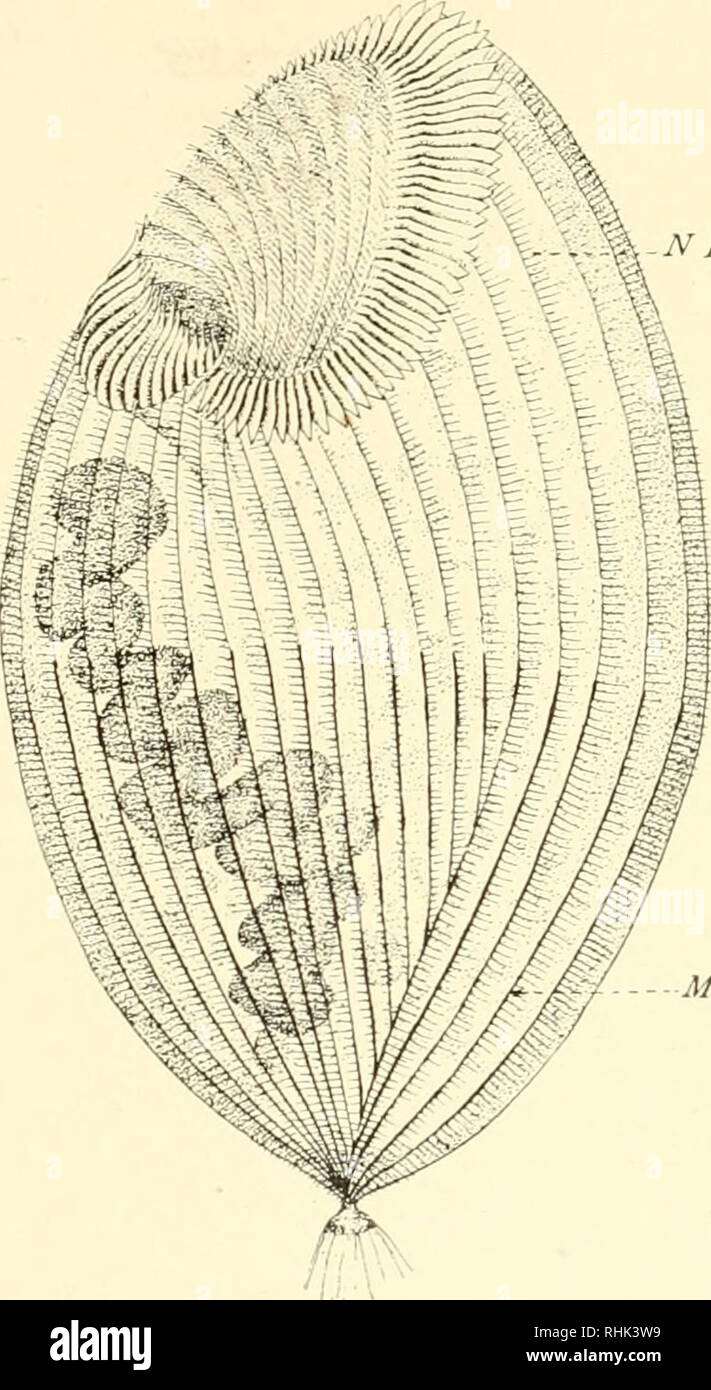 . The biology of the Protozoa. Protozoa; Protozoa. NUCLEI AND KINETIC ...