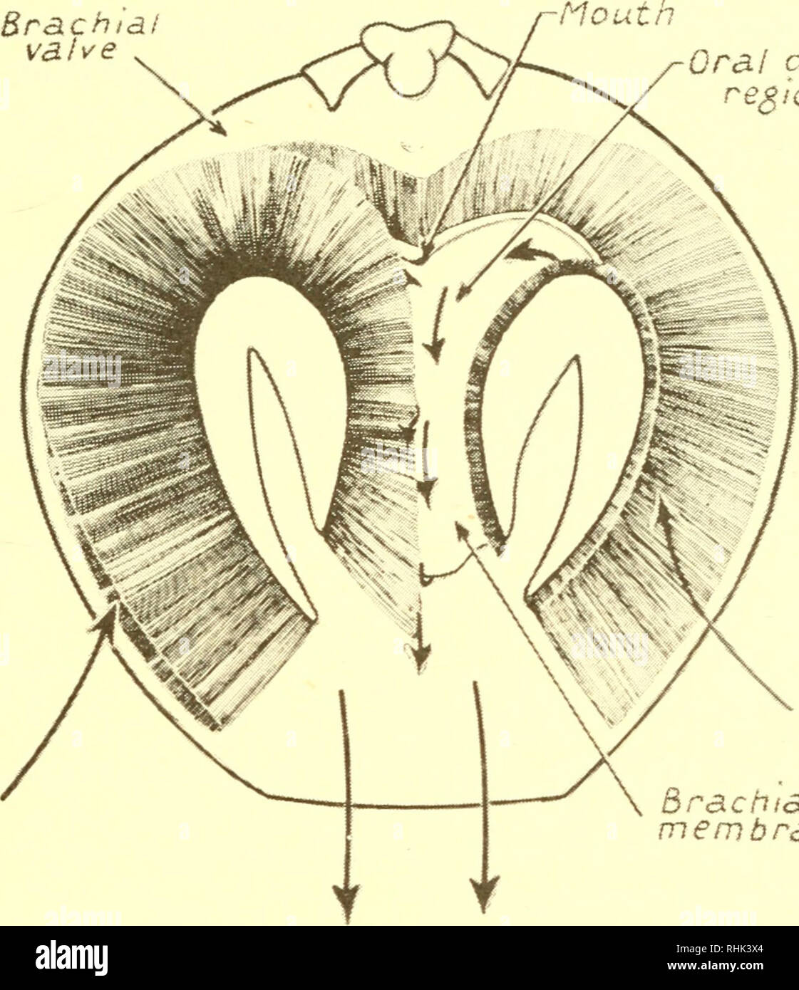 . The biology of marine animals. Marine animals; Physiology ...