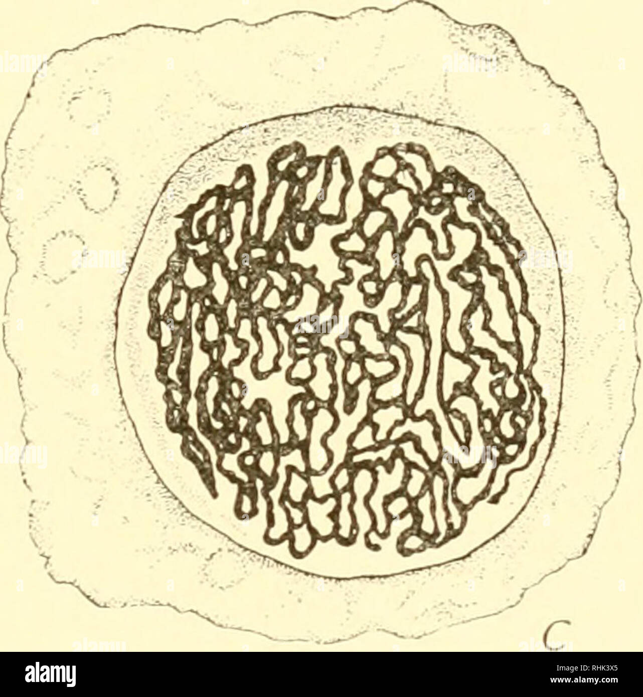 Trichonympha Labeled