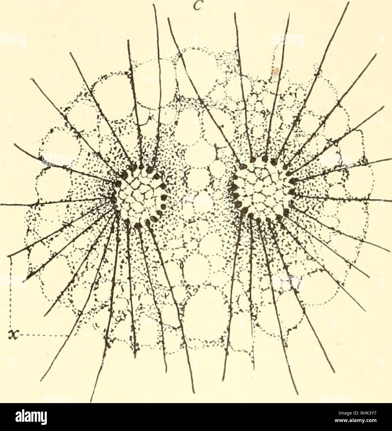 Radiating filaments hi-res stock photography and images - Alamy