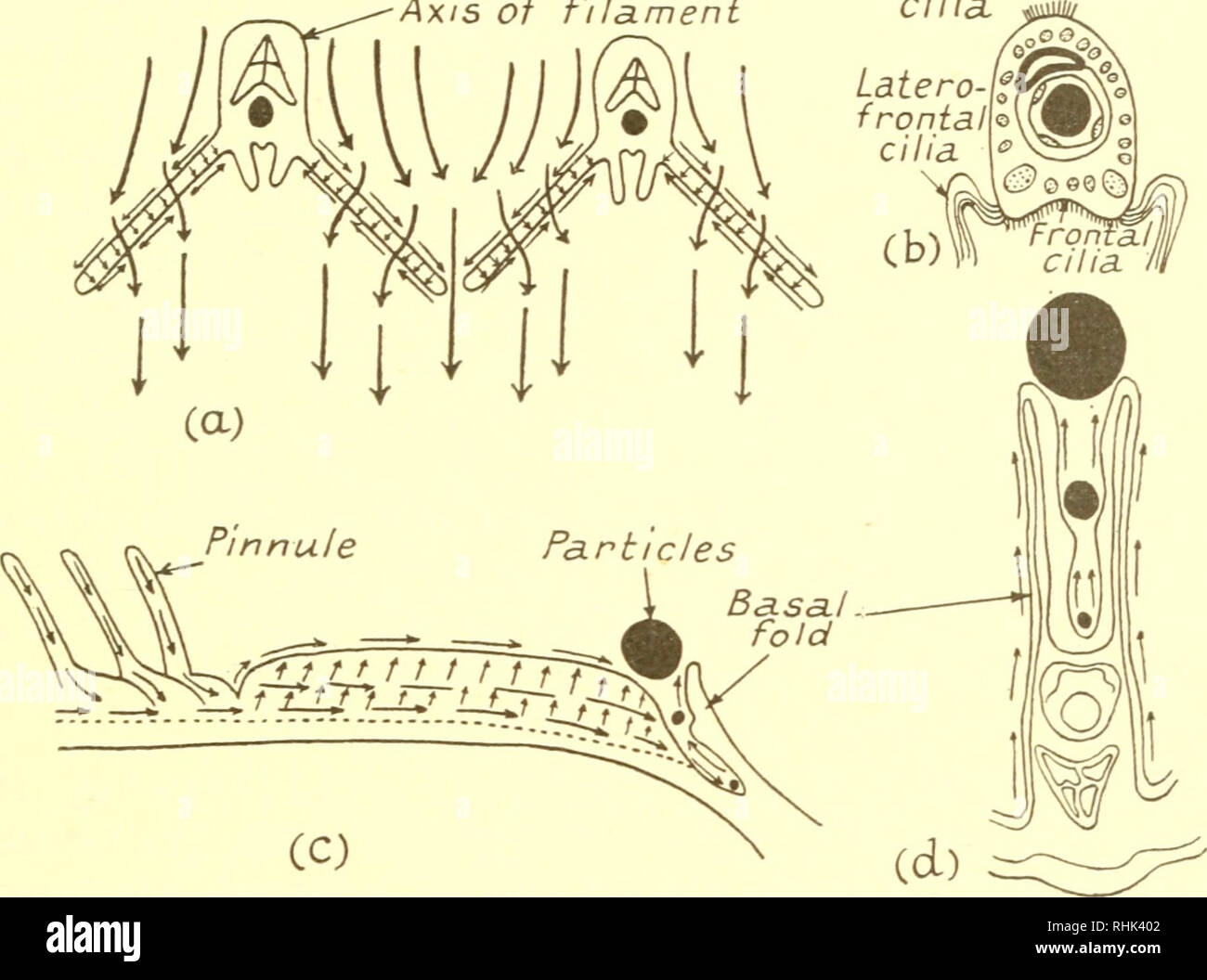 Ciliated tracts hi-res stock photography and images - Alamy