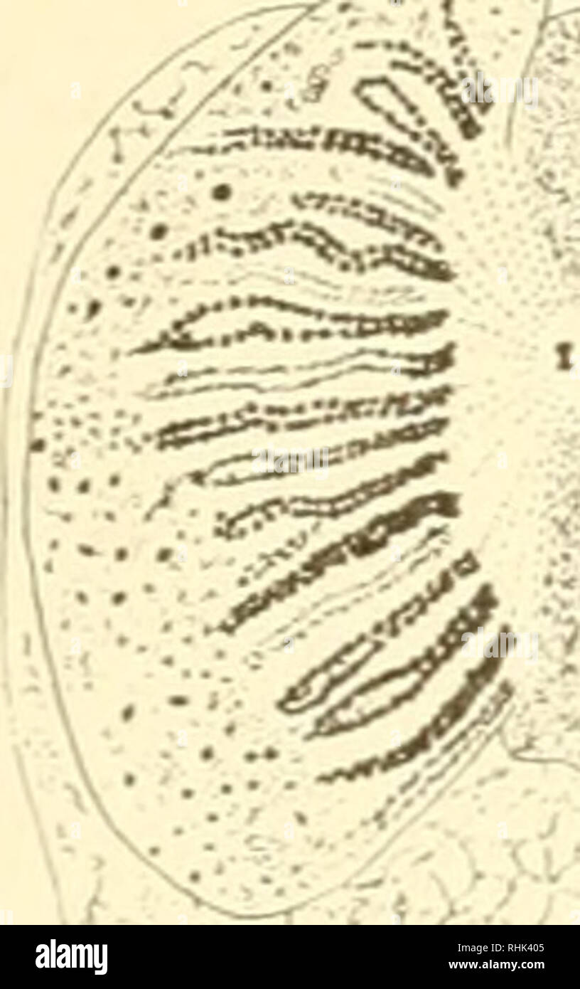 Parabasal cell hi-res stock photography and images - Alamy