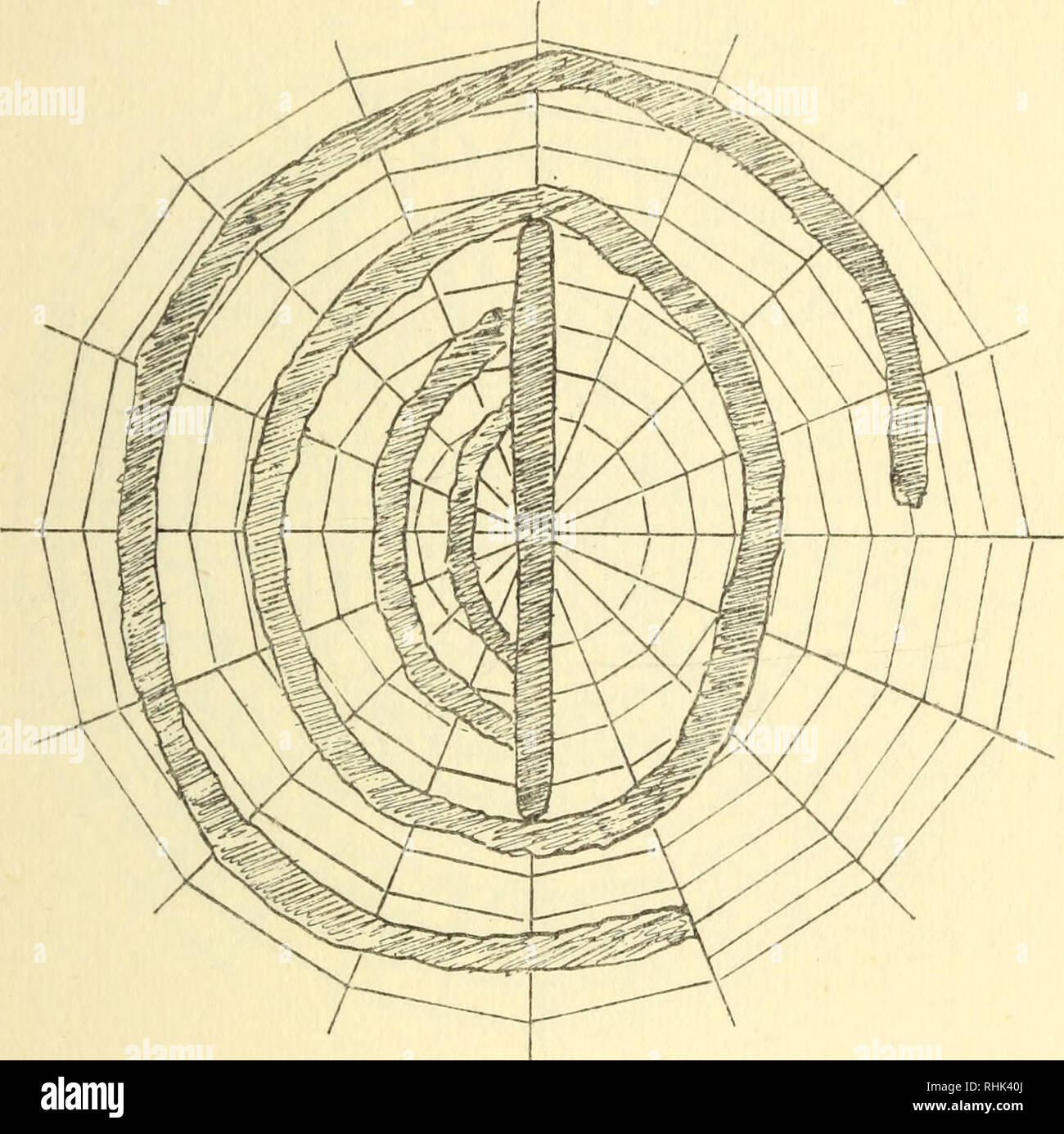 . The biology of spiders. Spiders; Insects. THE SPIDER'S WEB *53 ...