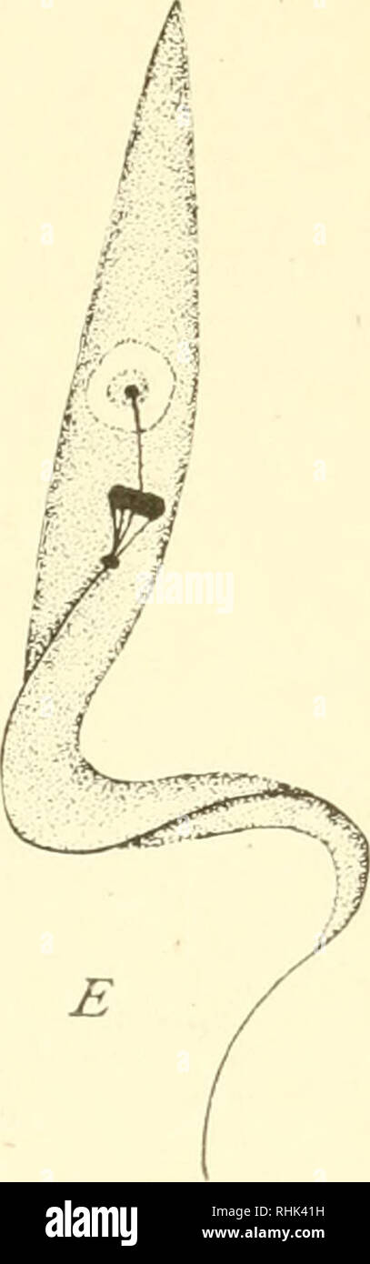 . The biology of the Protozoa. Protozoa; Protozoa. n. m Fig. 48 ...