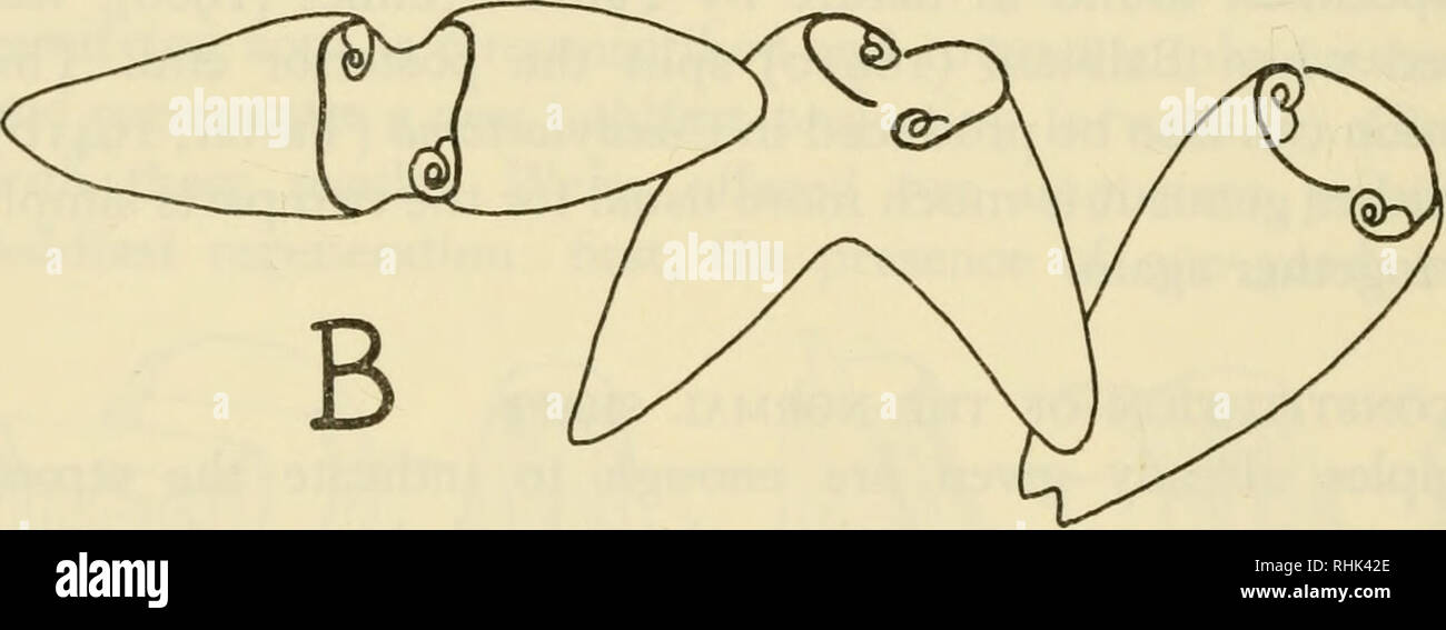 . The biology of Stentor. Stentor. Fig. 28. Pertaining to cell shape in ...