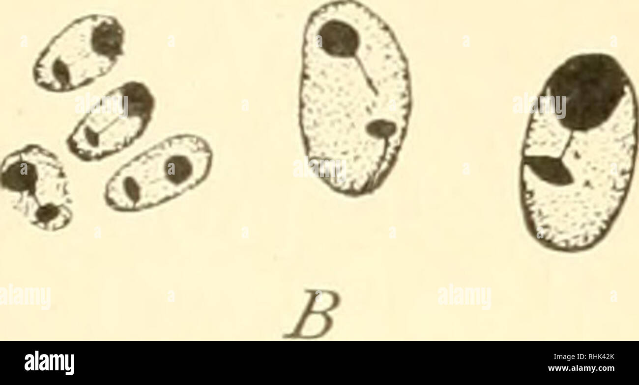 Basal bodies hi-res stock photography and images - Alamy