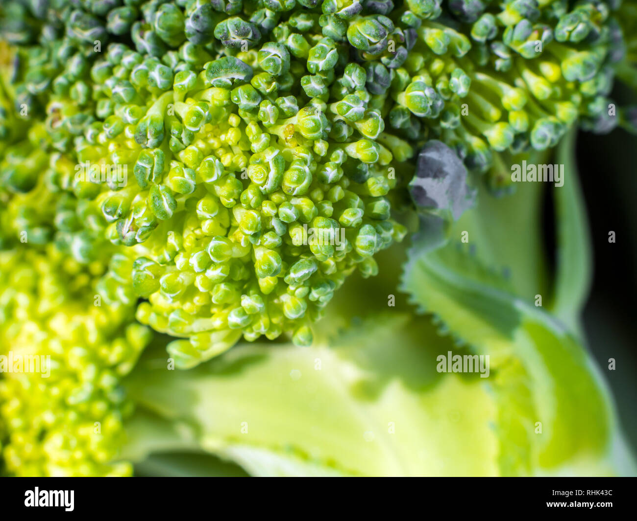 Close up to surface texture of freshness Broccoli vegetable Stock Photo ...
