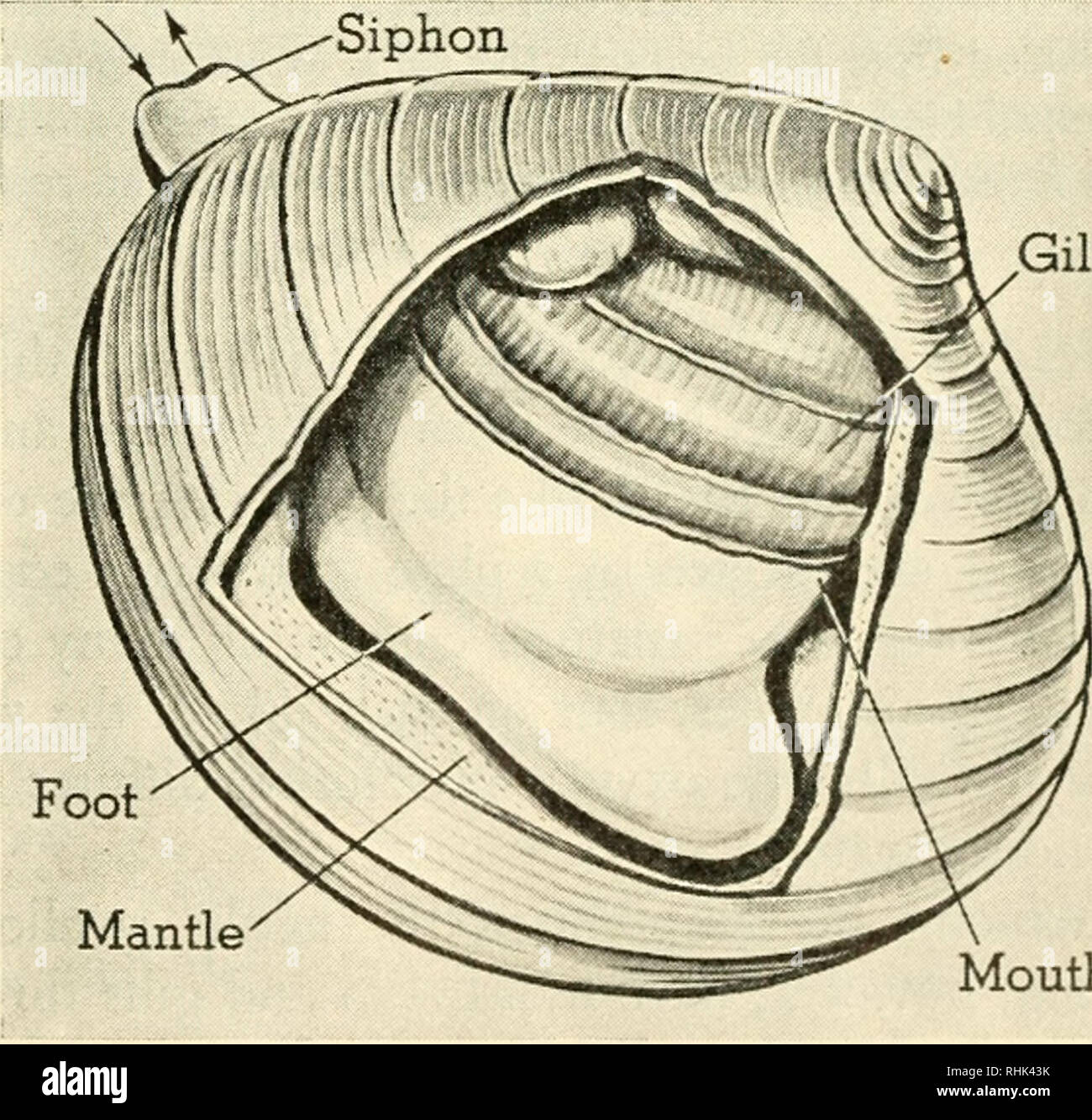 . Biology and man. Biology; Human beings. Gills Some water insects ...