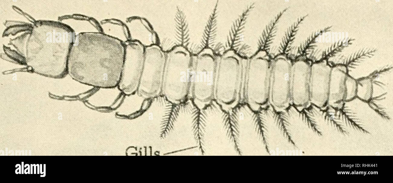 Hellgrammite Larvae
