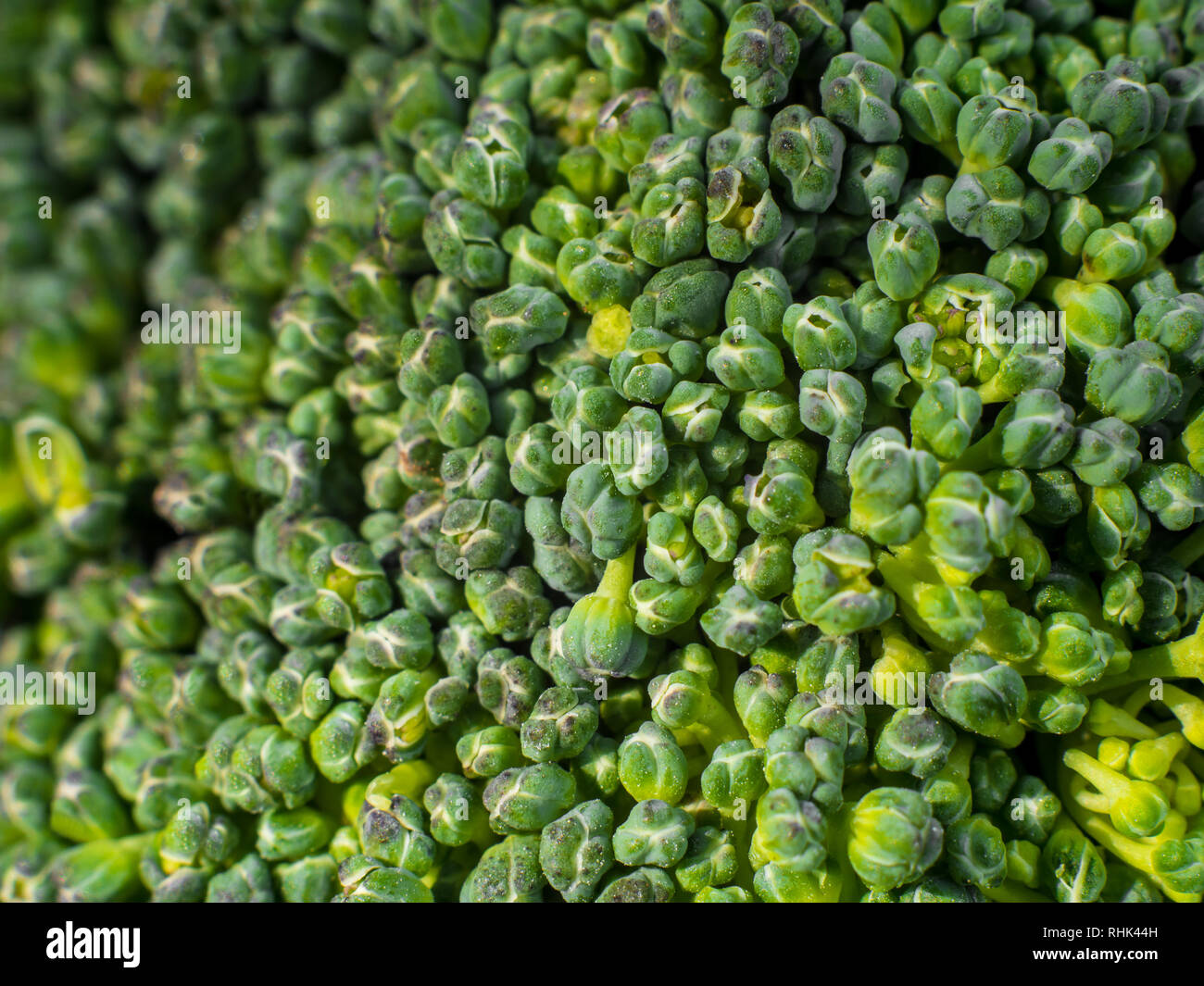 Close up to surface texture of freshness Broccoli vegetable Stock Photo ...