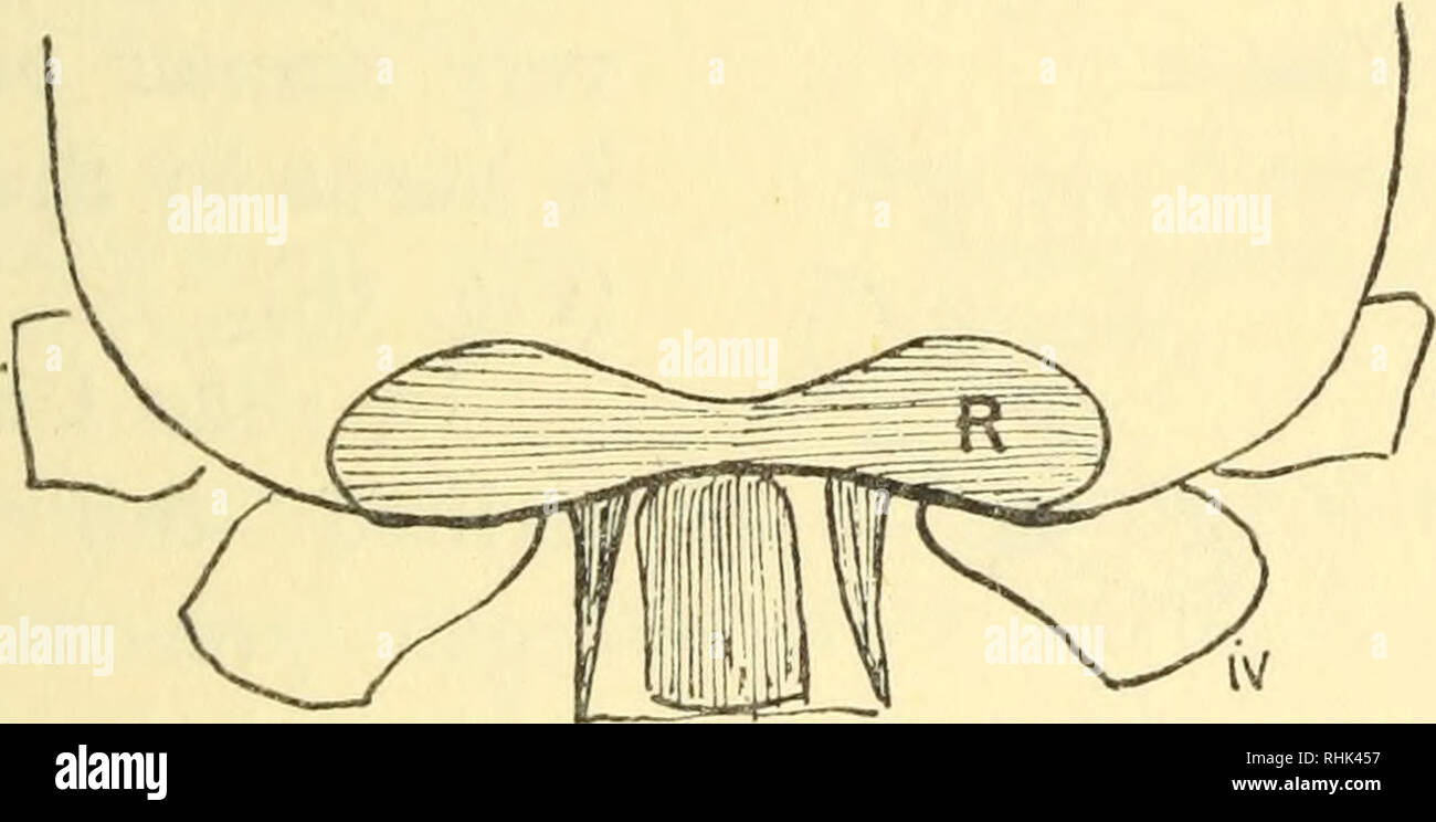 Stridulation apparatus hi-res stock photography and images - Alamy