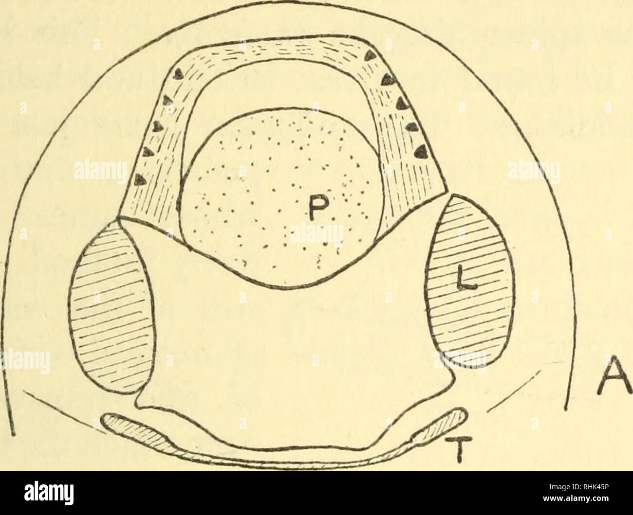 Save spiders hi-res stock photography and images - Alamy
