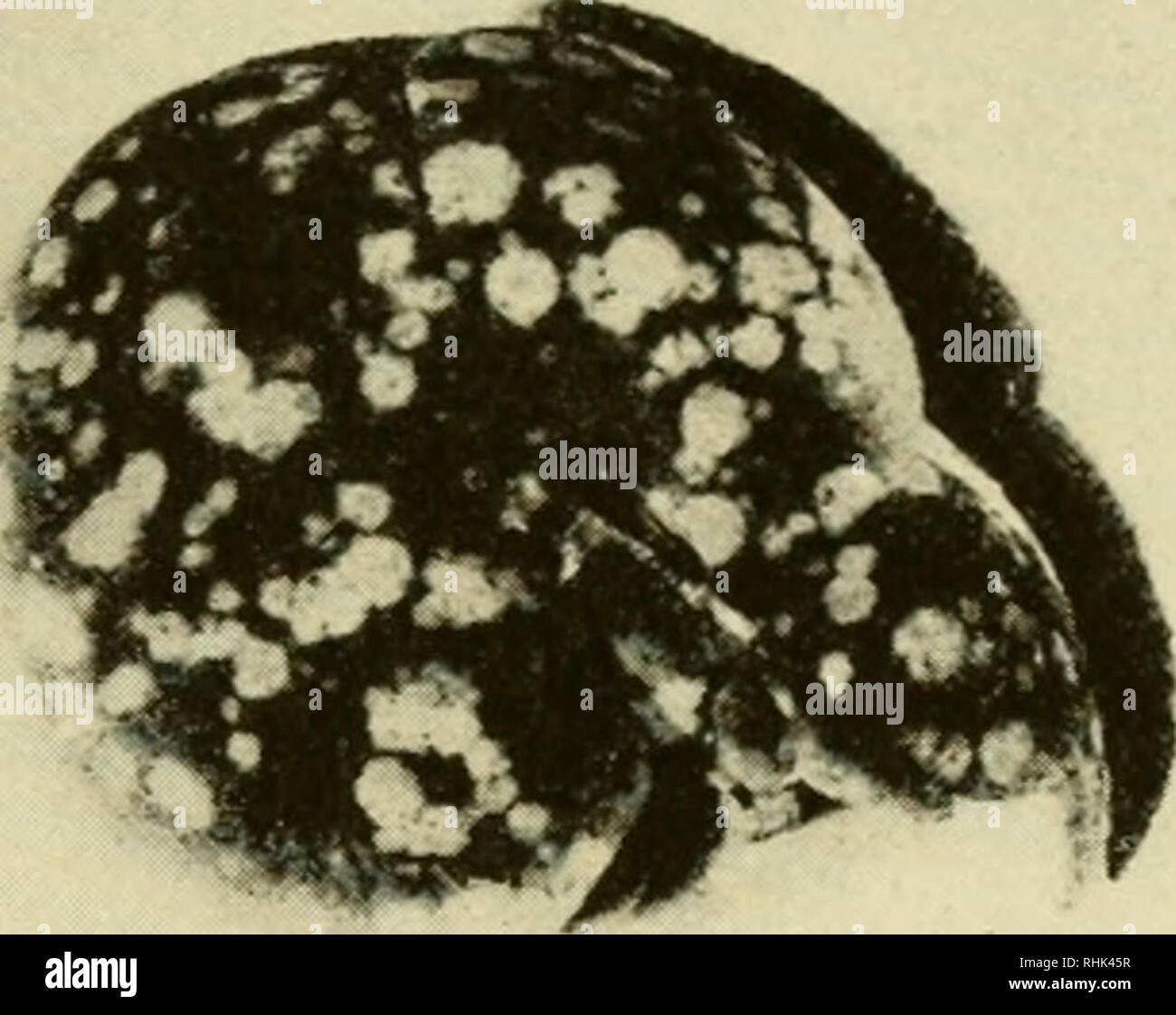 . Biology of the laboratory mouse. Mice as laboratory animals; Mice ...