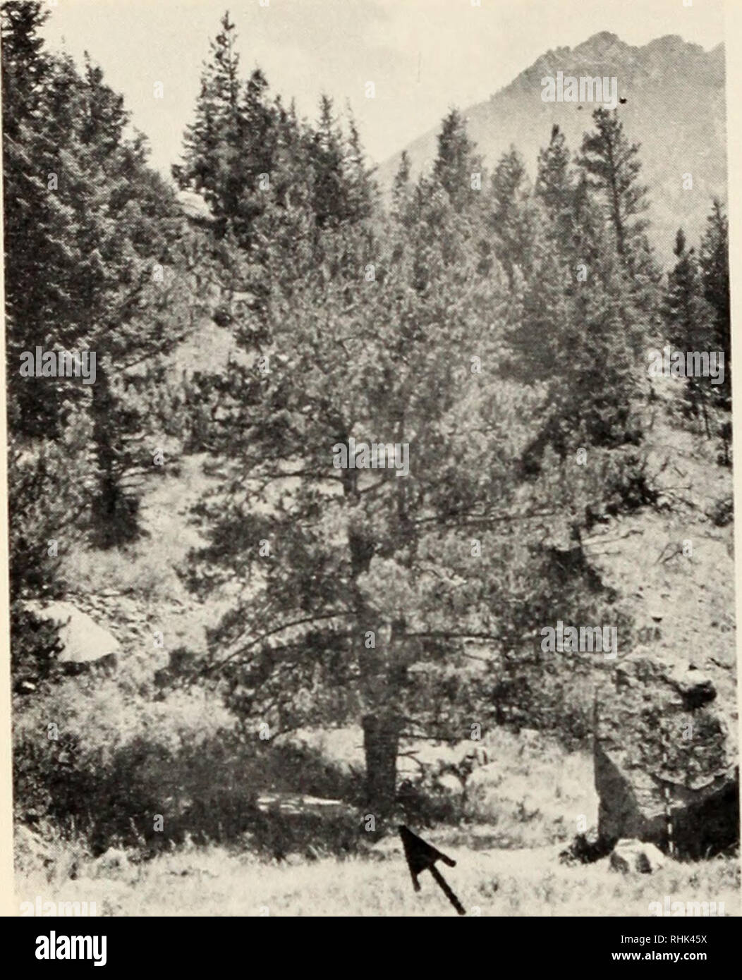 . Biology of rust resistance in forest trees : proceedings of a NATO ...