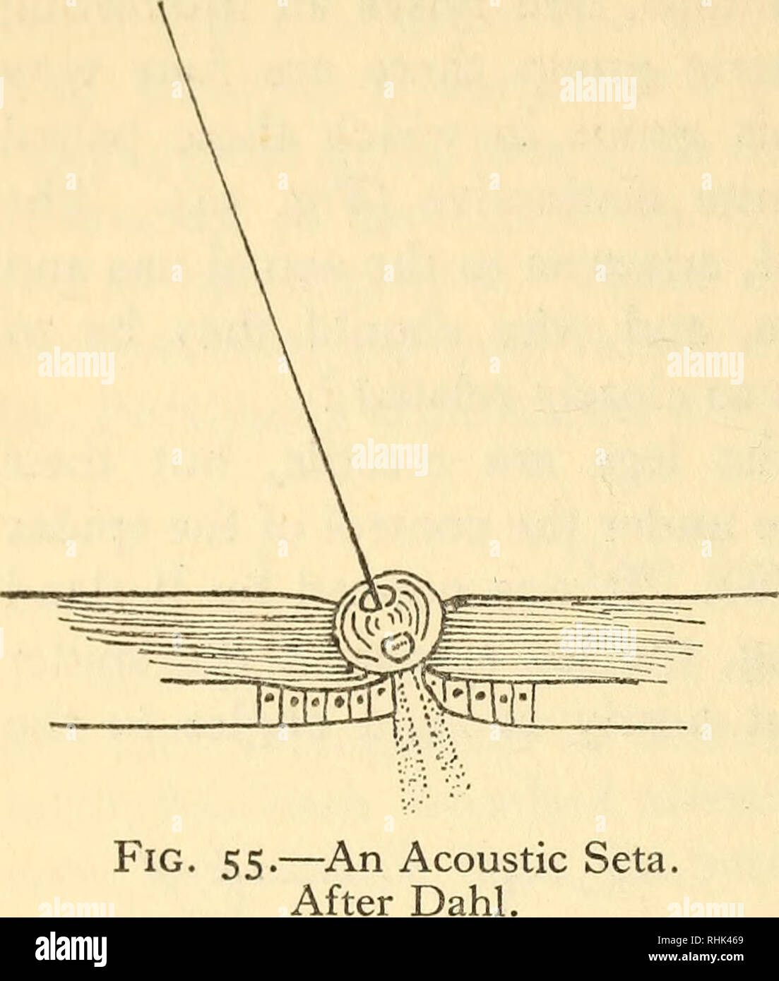 . The biology of spiders. Spiders; Insects. 88 THE BIOLOGY OF SPIDERS ...