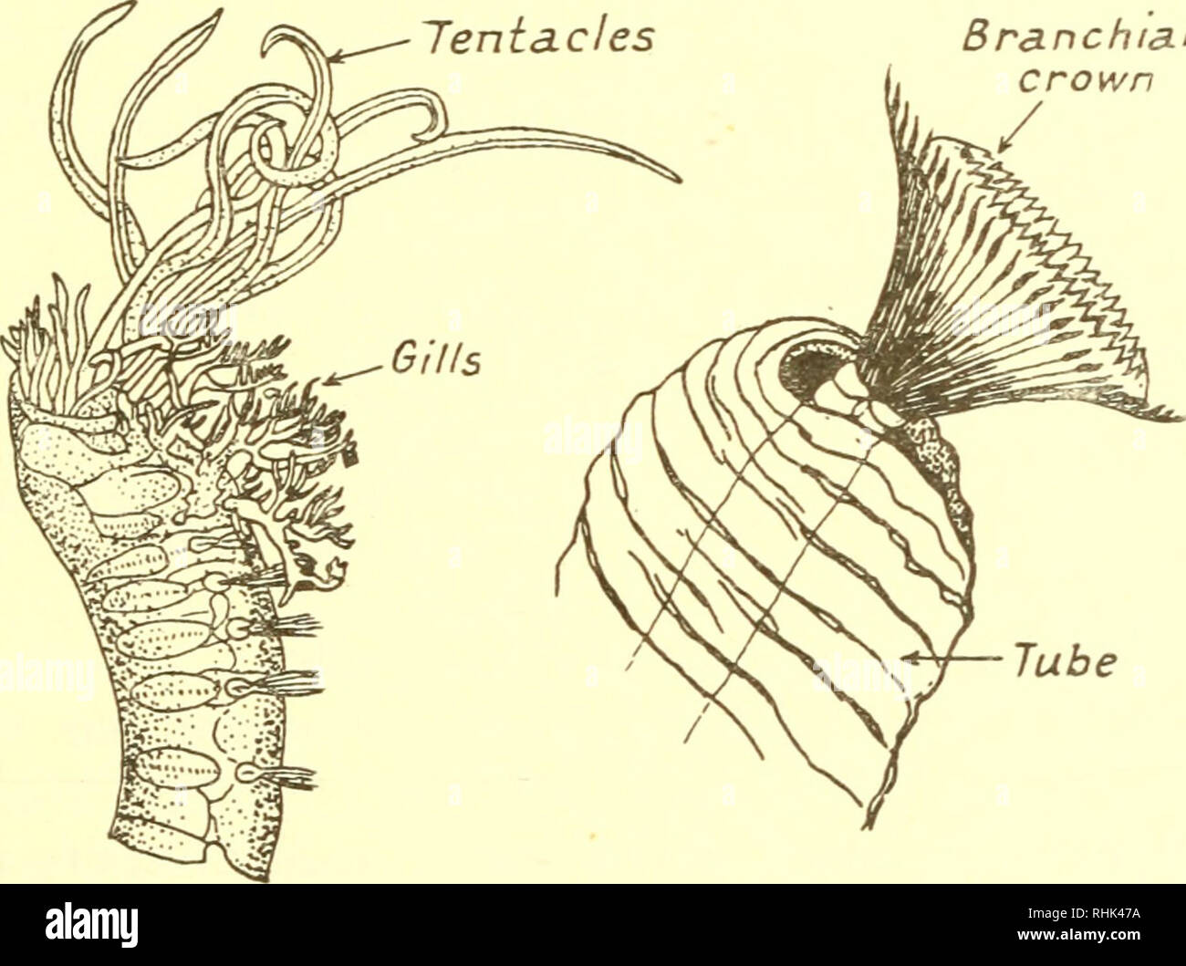 Arenicola Diagram