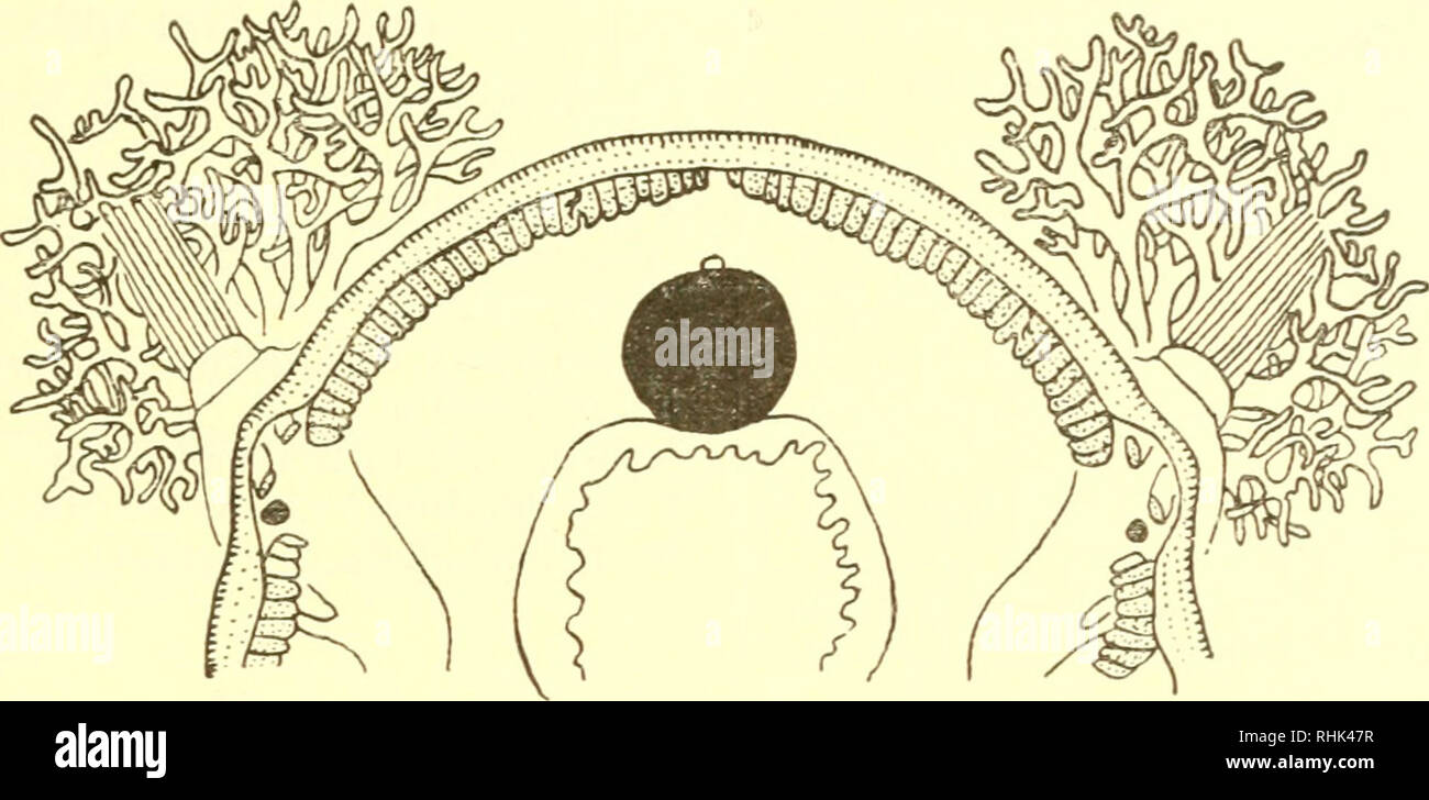 . The biology of marine animals. Marine animals; Physiology ...