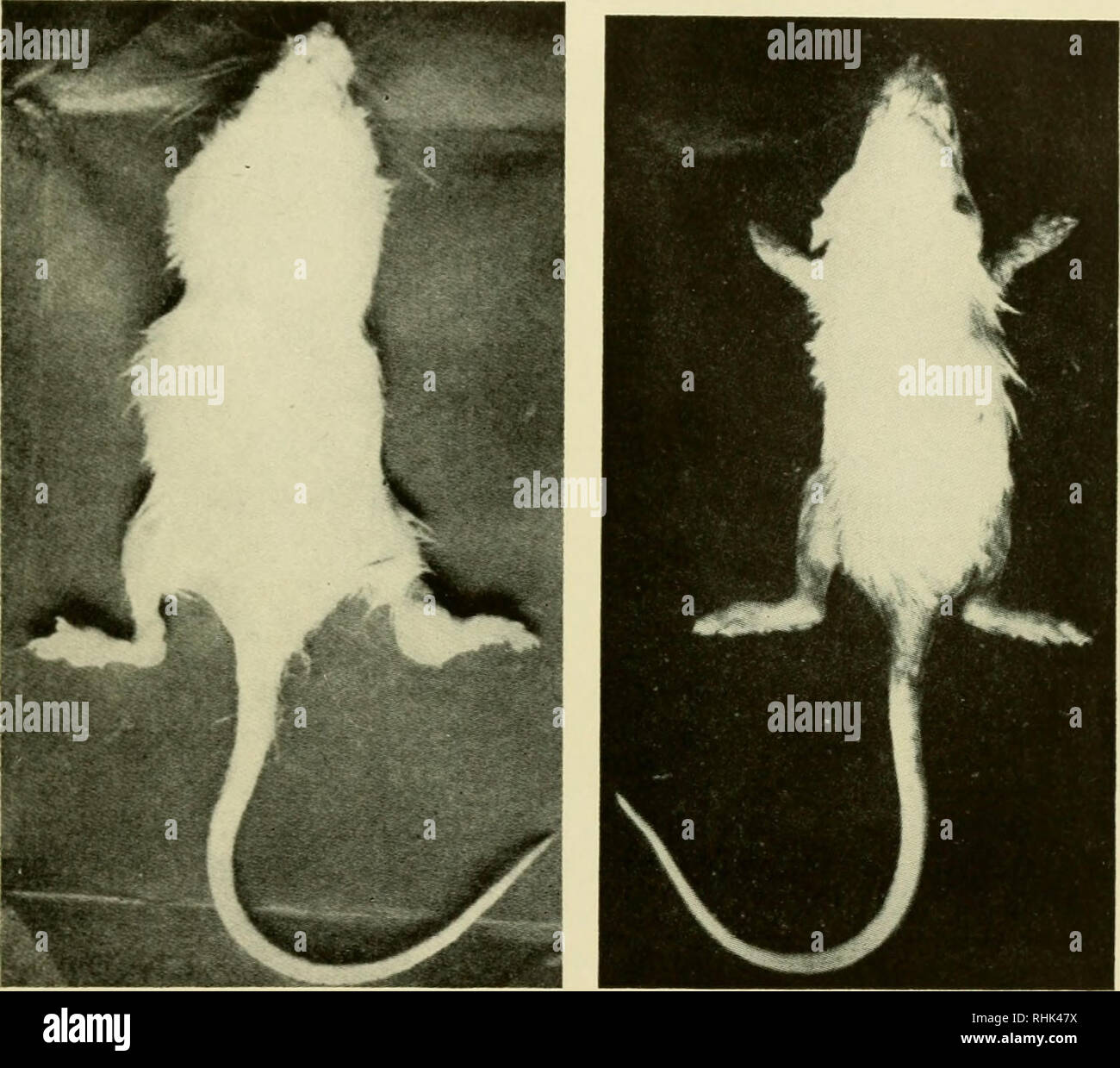 Enteritis necrosis hi-res stock photography and images - Alamy