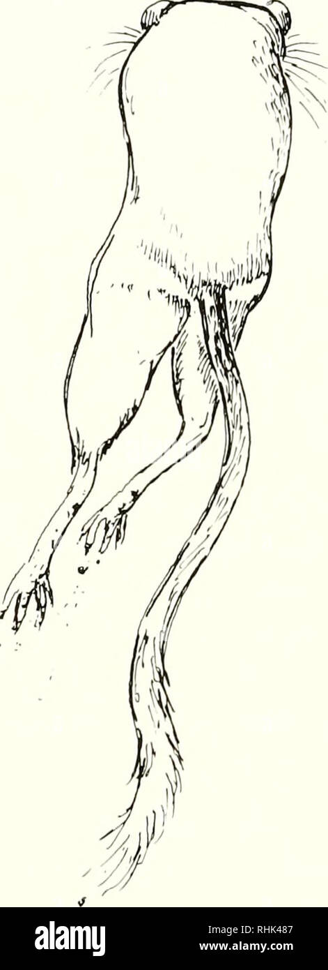 . Biology of the Heteromyidae. Heteromyidae. PHYSIOLOGICAL ECOLOGY OF ...