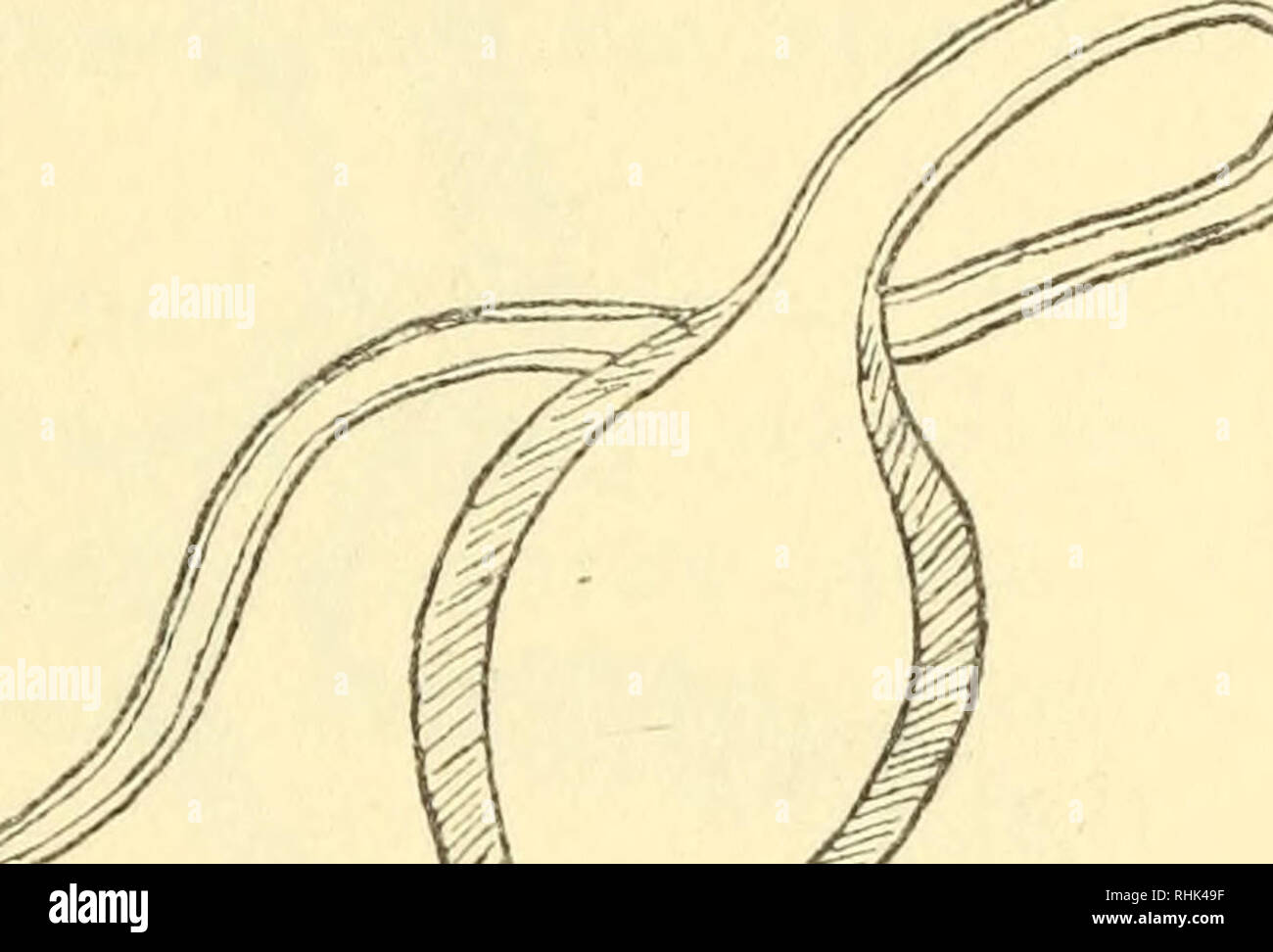 . The biology of spiders. Spiders; Insects. INTERNAL STRUCTURE activity ...