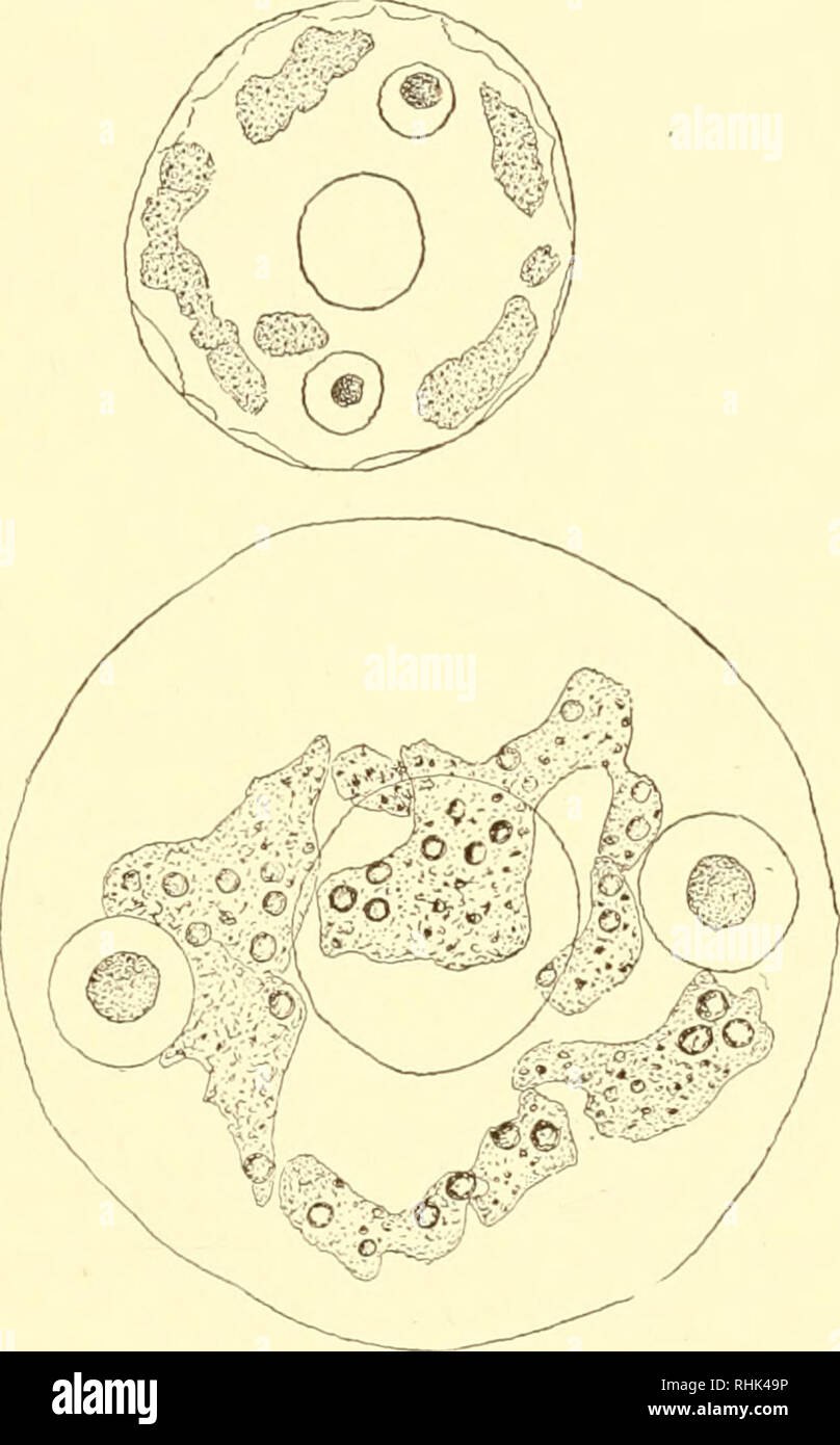 Arcella vulgaris hi-res stock photography and images - Alamy