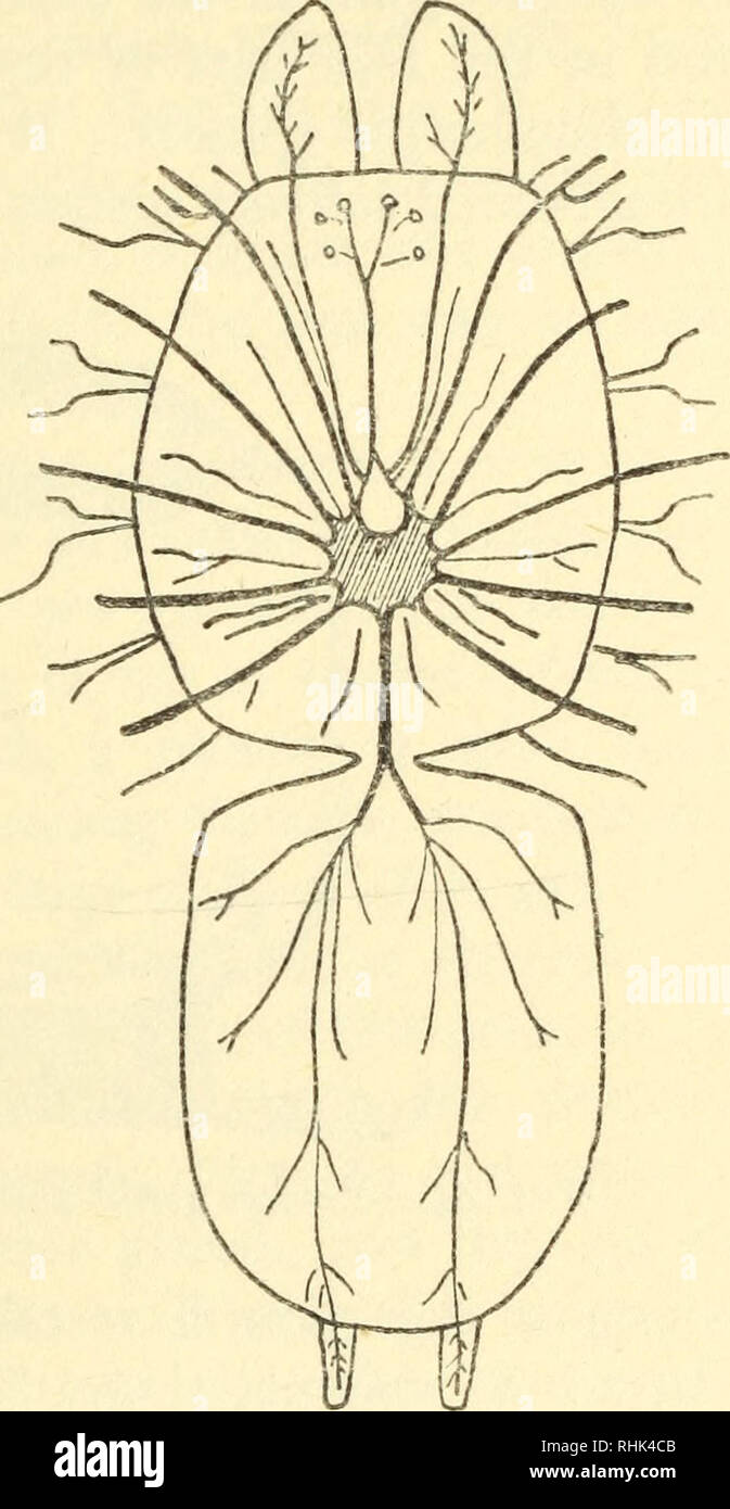 . The biology of spiders. Spiders; Insects. INTERNAL STRUCTURE 67 knot ...