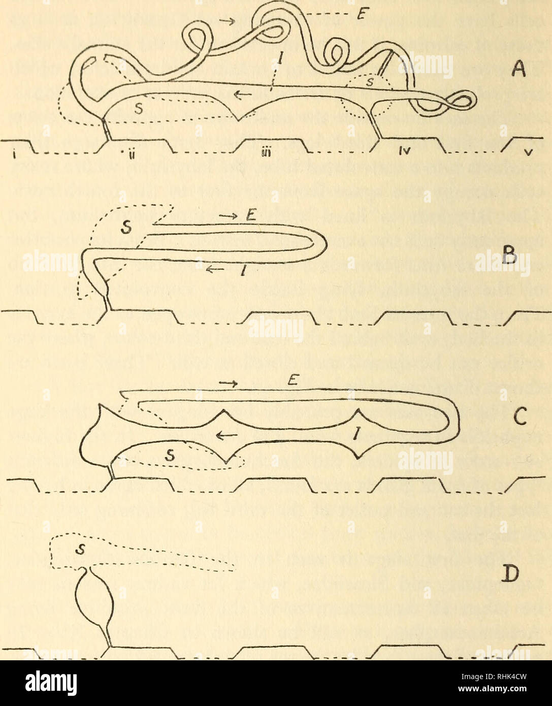 Internal lycosidae hi-res stock photography and images - Alamy