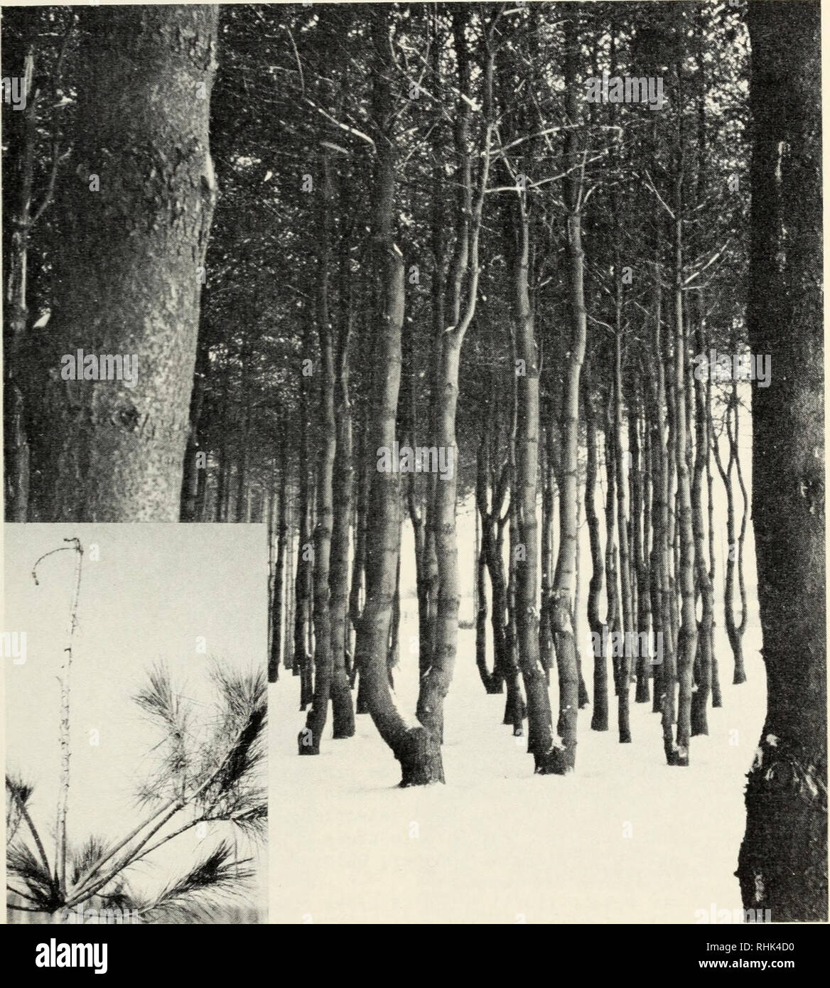 . Biology of rust resistance in forest trees : proceedings of a NATO ...