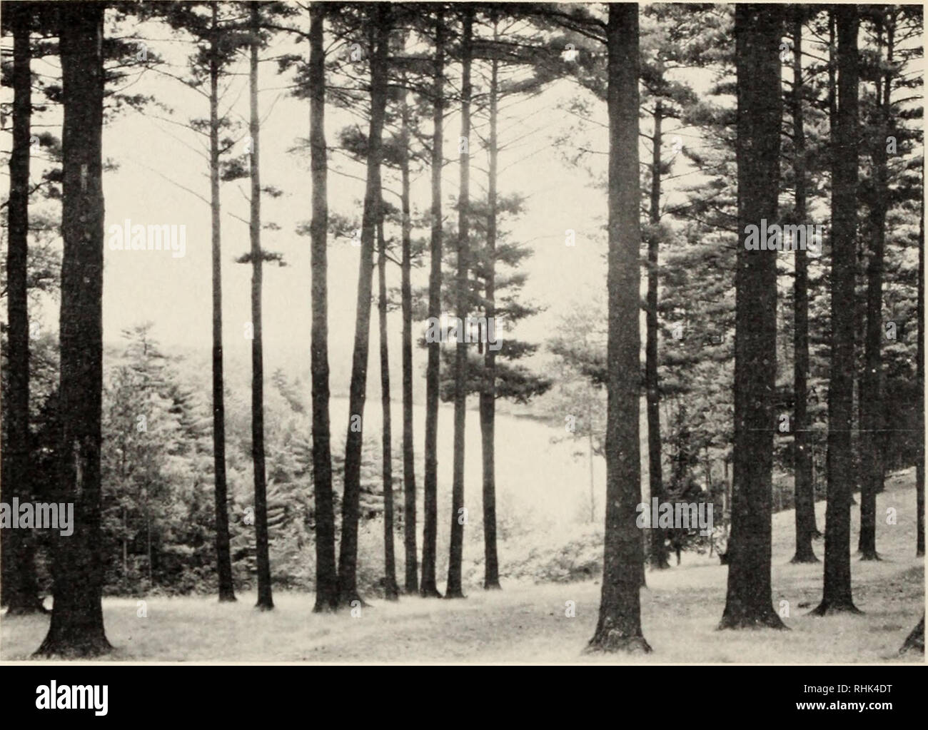 . Biology of rust resistance in forest trees : proceedings of a NATO ...