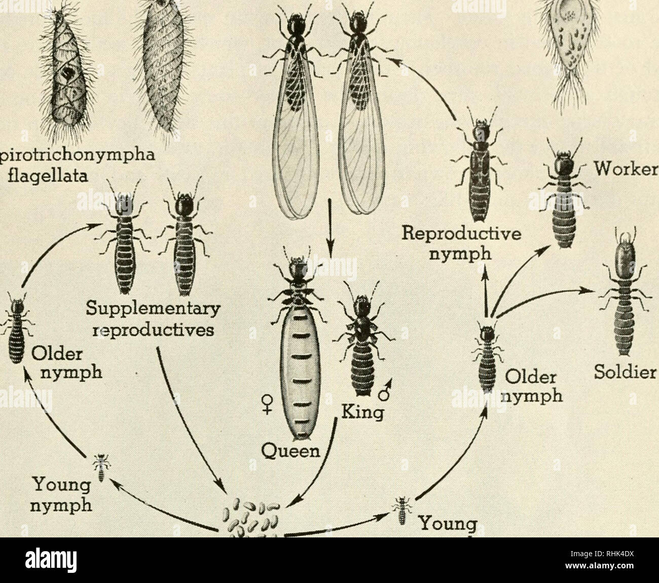 Trichonympha Labeled
