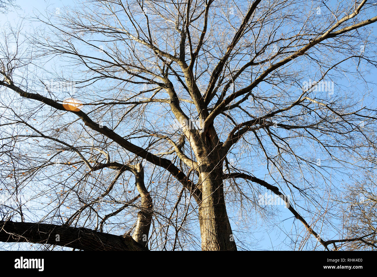 The tangled leafless branches of a tall and mature hibernating tree set ...