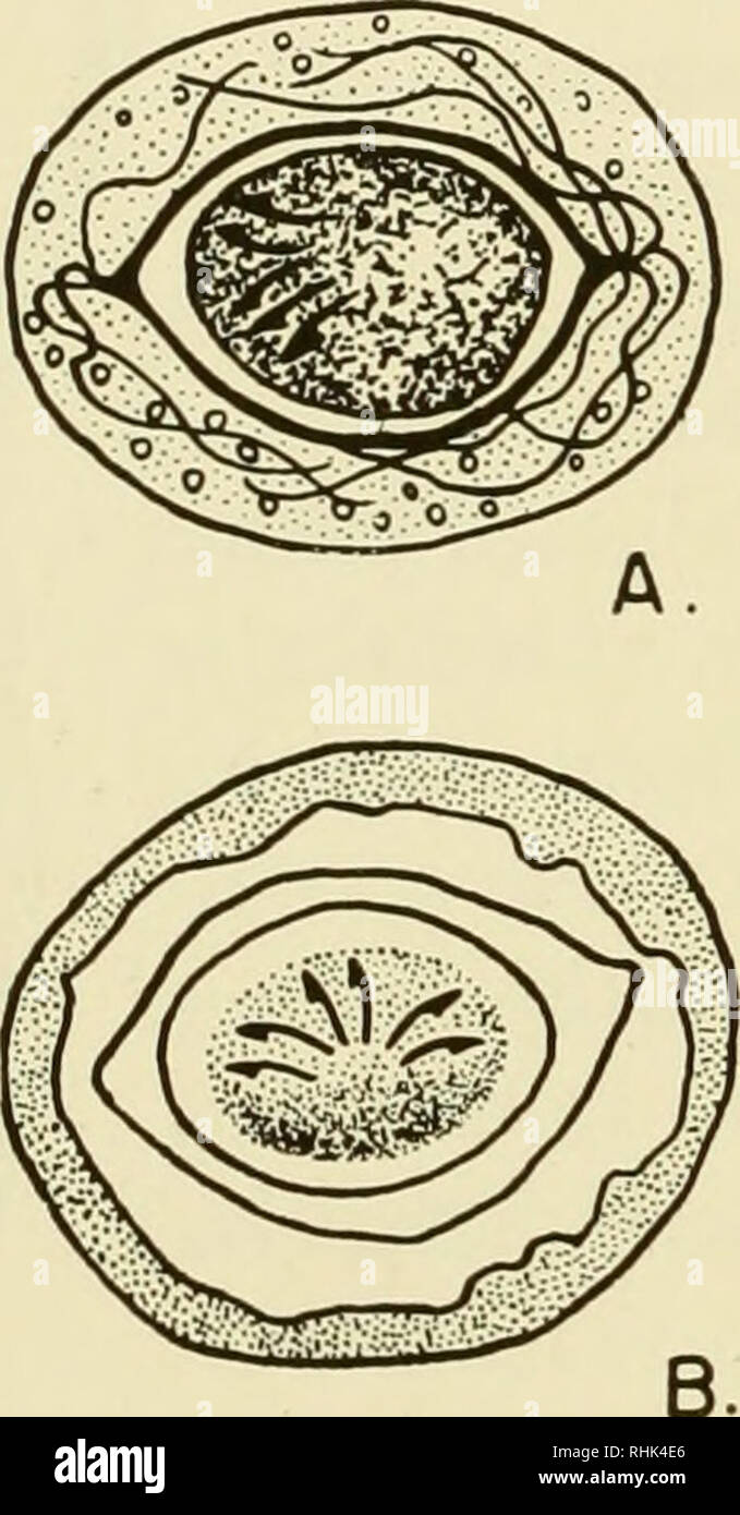 E obscurus hi-res stock photography and images - Alamy