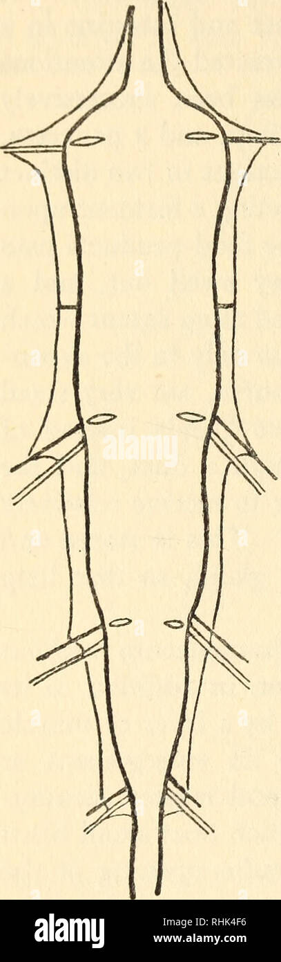 . The biology of spiders. Spiders; Insects. 56 THE BIOLOGY OF SPIDERS ...