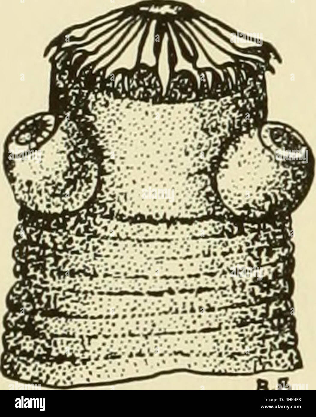 Taenia taeniaeformis hi-res stock photography and images - Alamy