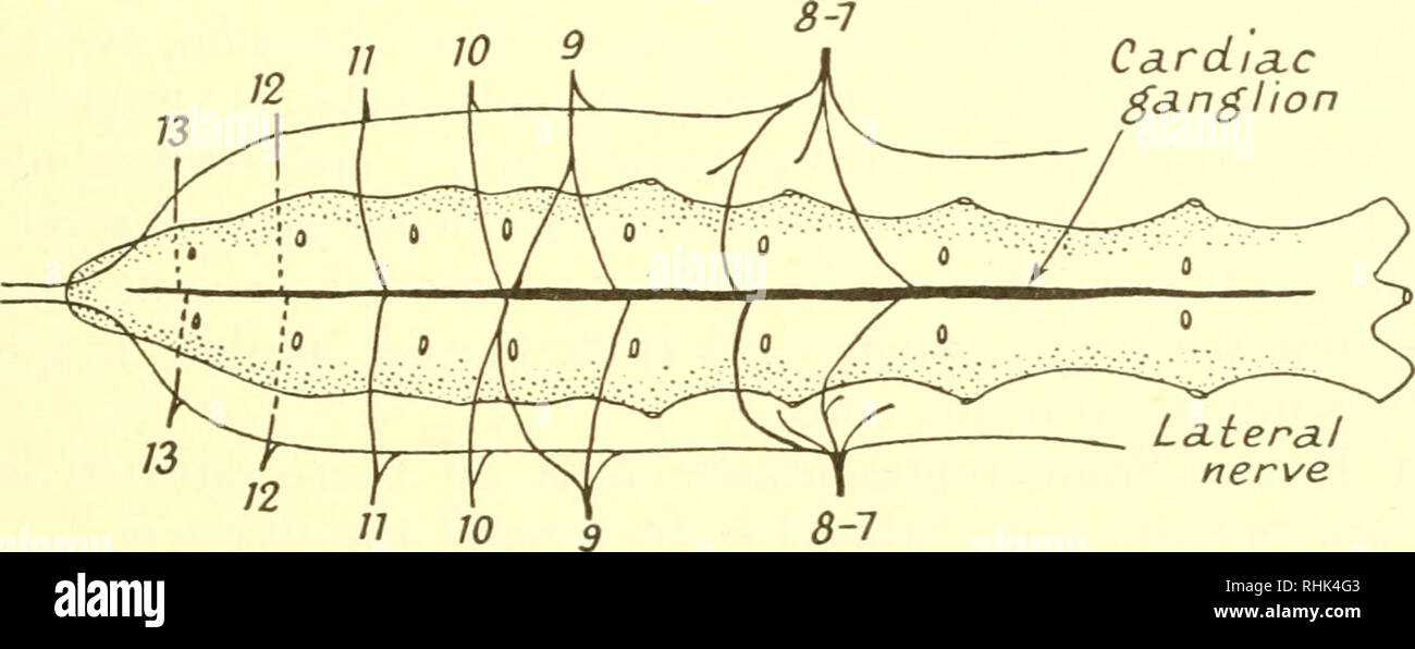 . The biology of marine animals. Marine animals; Physiology ...