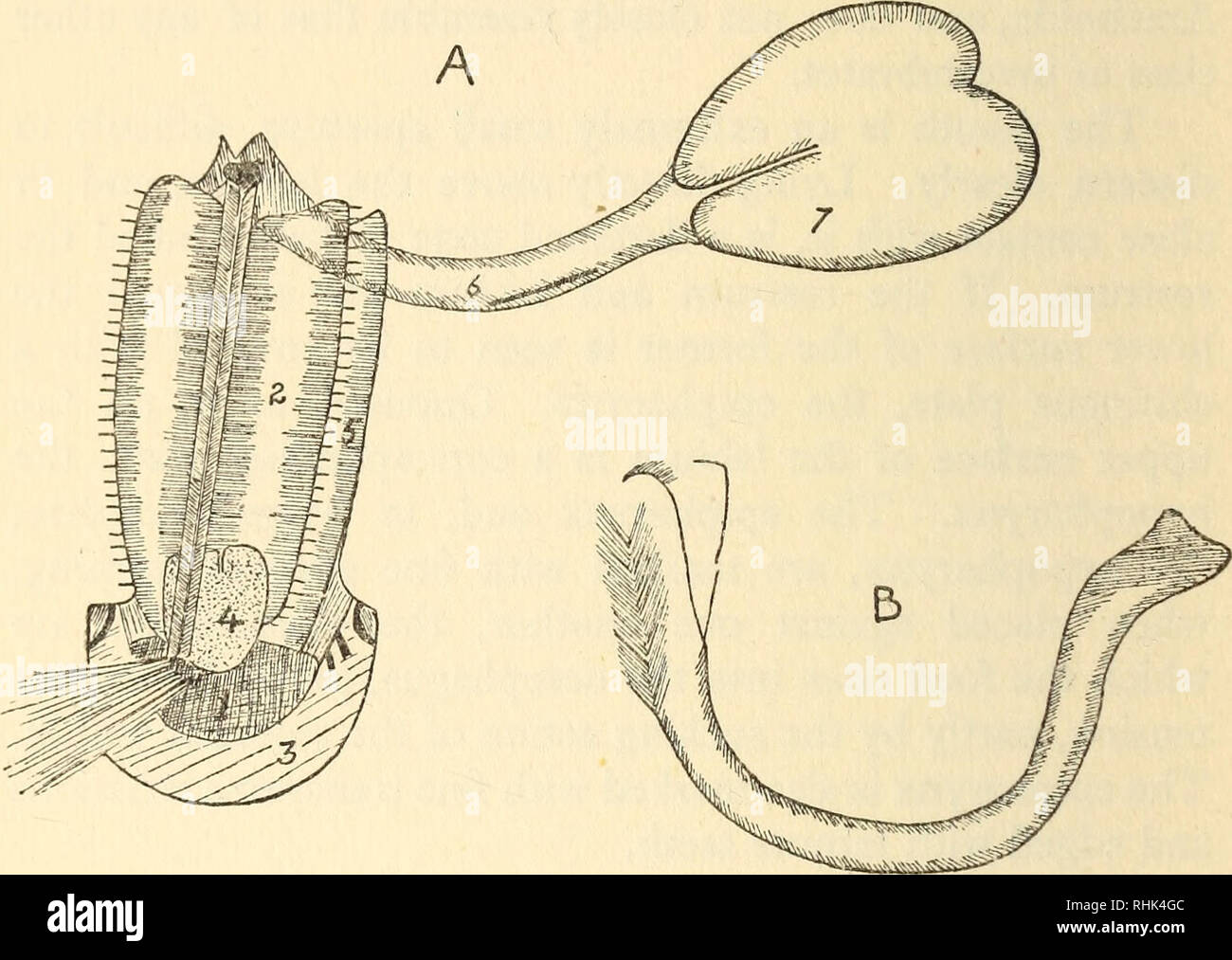 . The biology of spiders. Spiders; Insects. 52 THE BIOLOGY OF SPIDERS ...