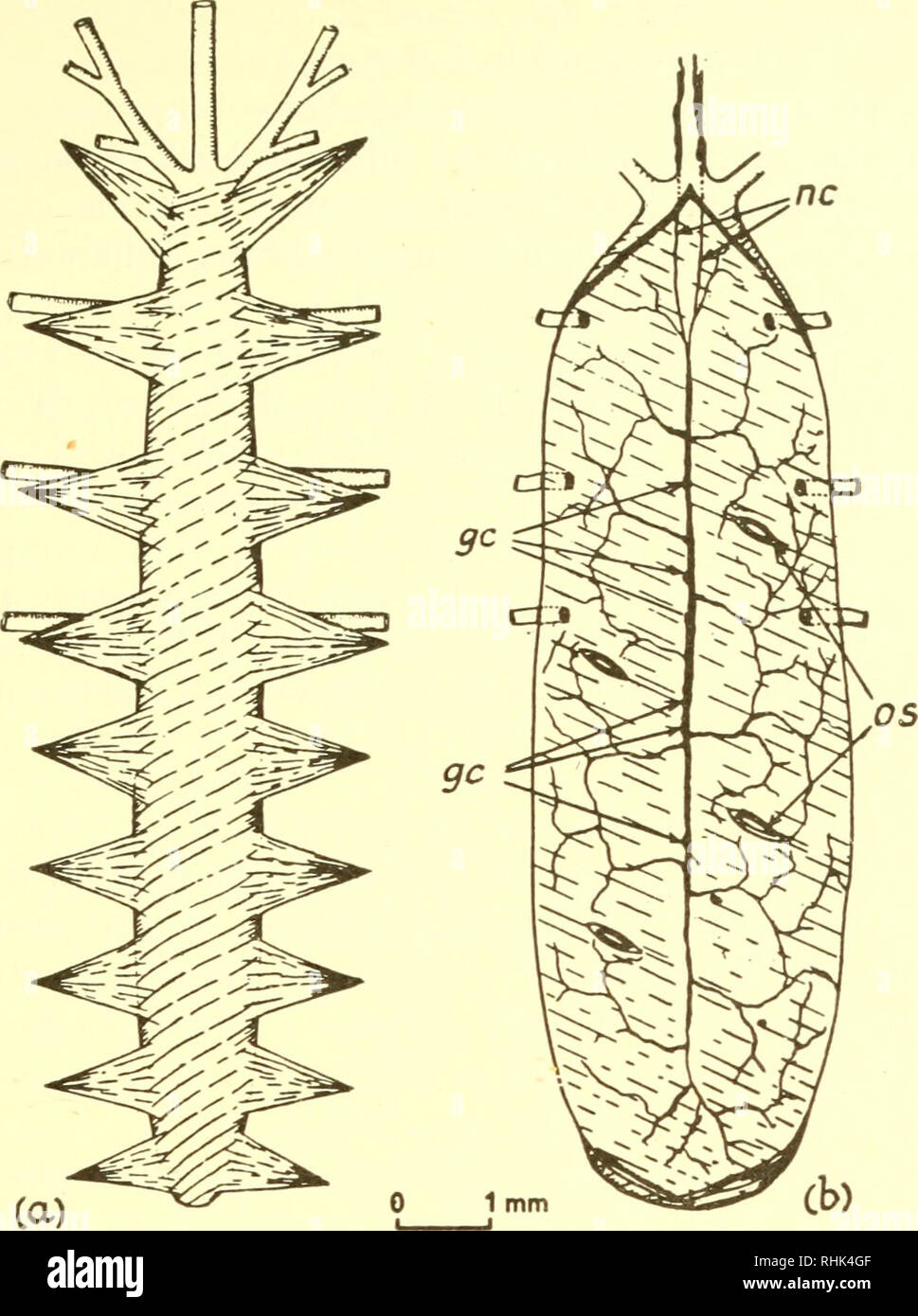 . The biology of marine animals. Marine animals; Physiology ...