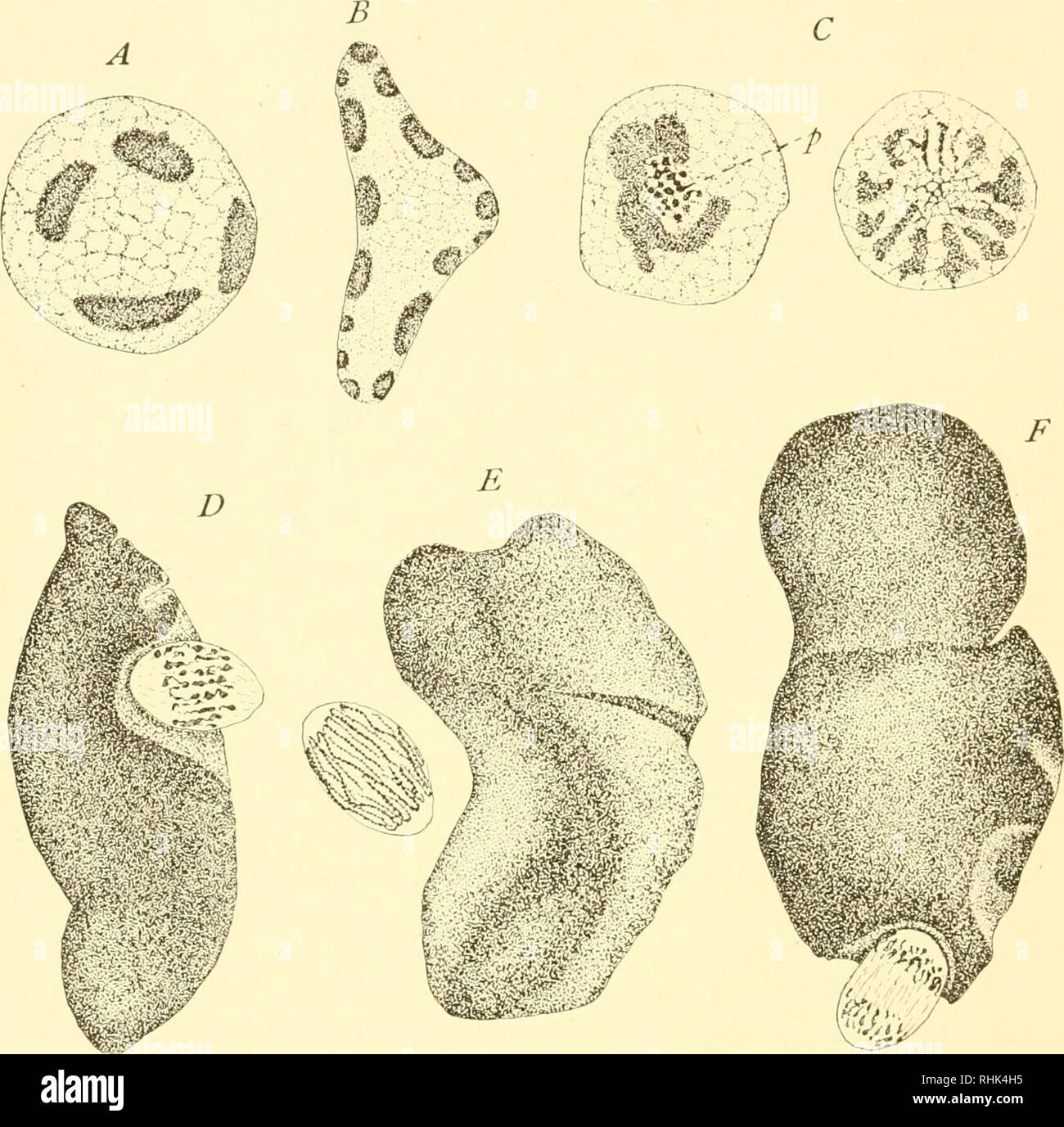. The biology of the protozoa. Protozoa; Protozoa. 50 BIOLOGY OF THE ...