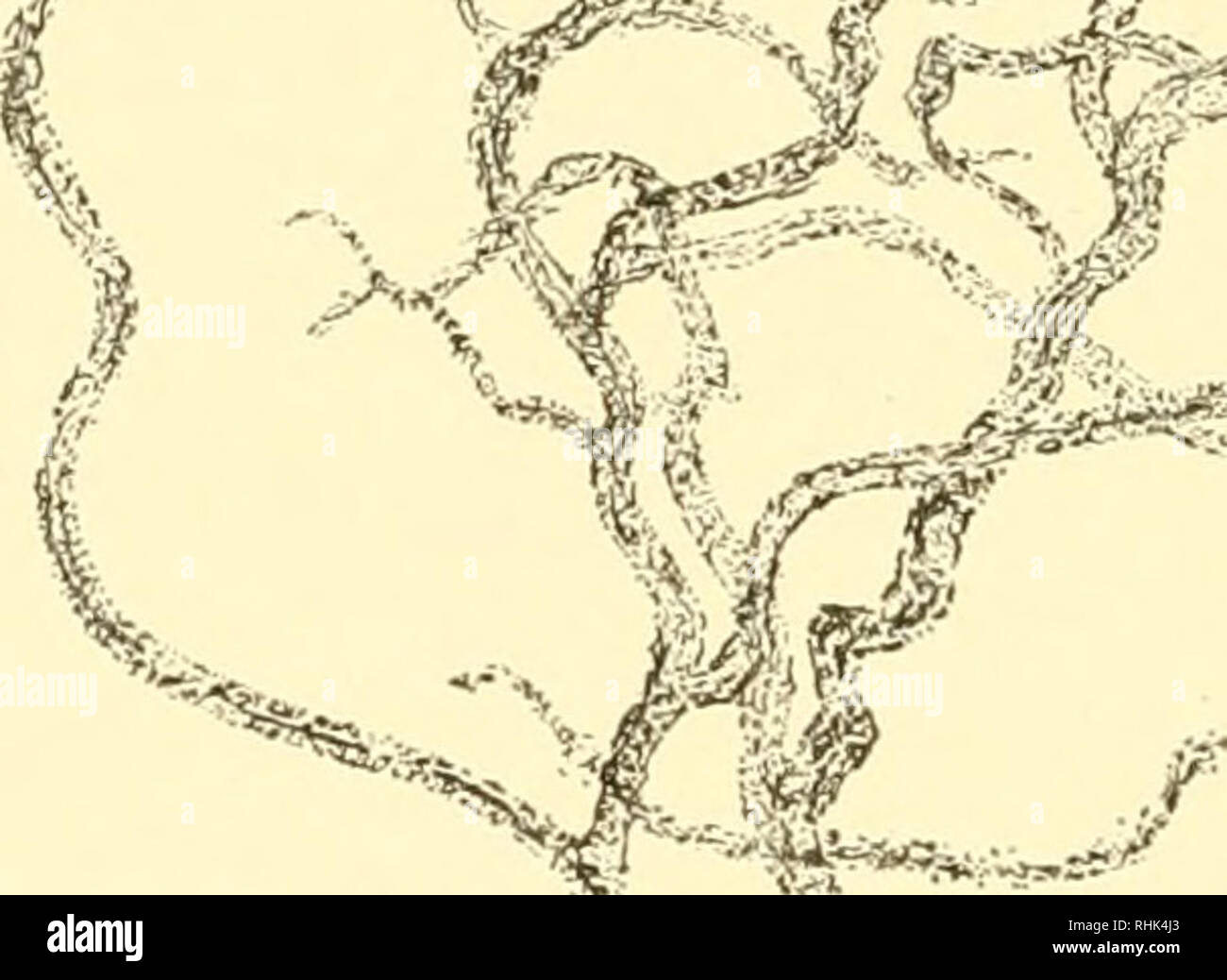 . The biology of the protozoa. Protozoa; Protozoa. 4 A