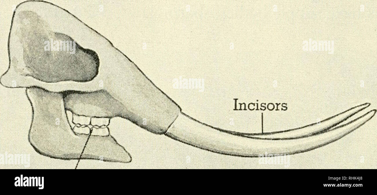 Elephant molars hi-res stock photography and images - Alamy